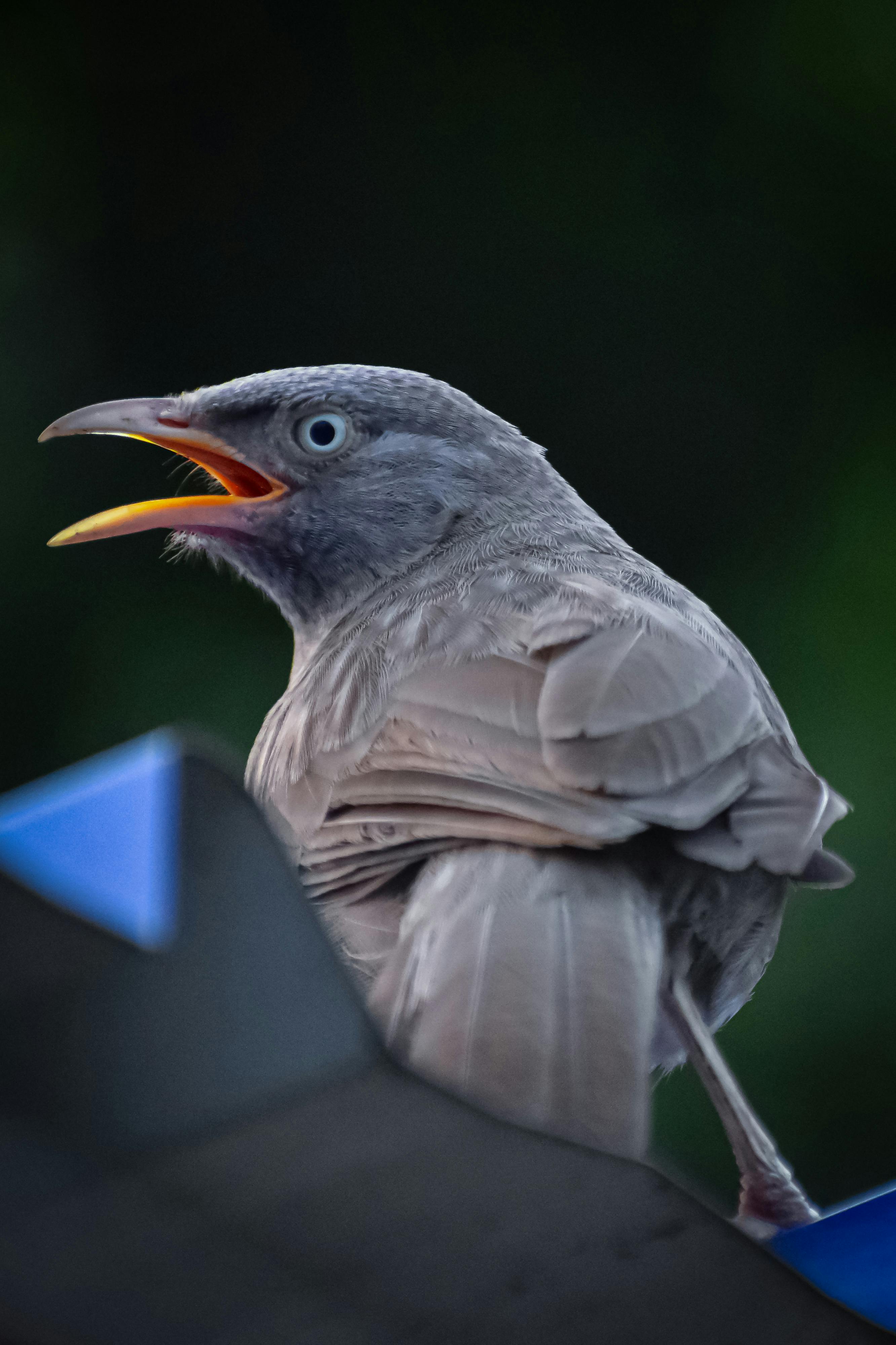 Bird in Close Up · Free Stock Photo