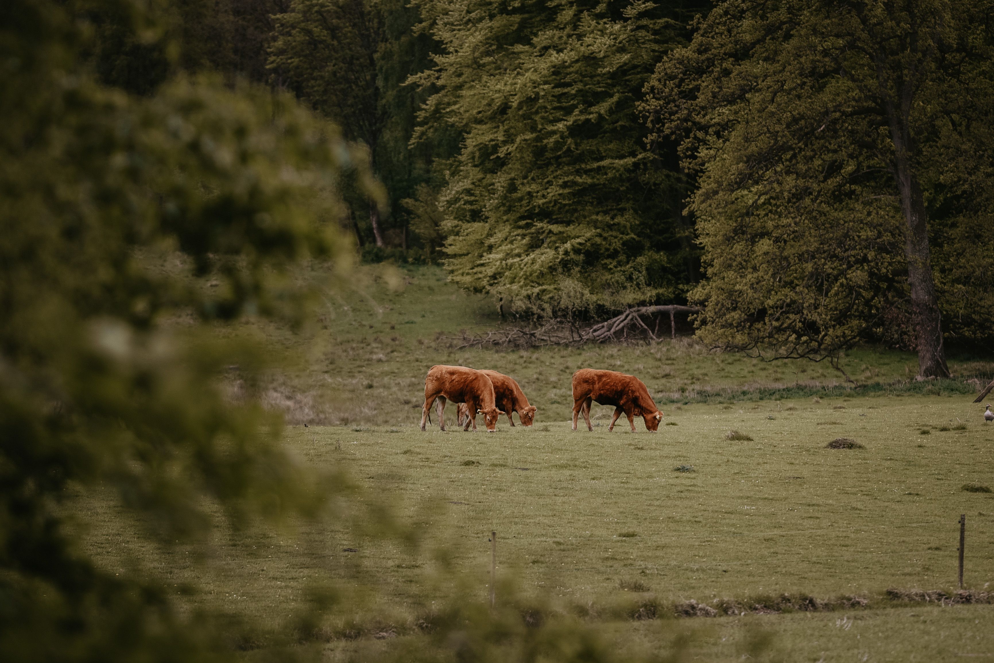 Cows In Forest Photos, Download The BEST Free Cows In Forest Stock ...