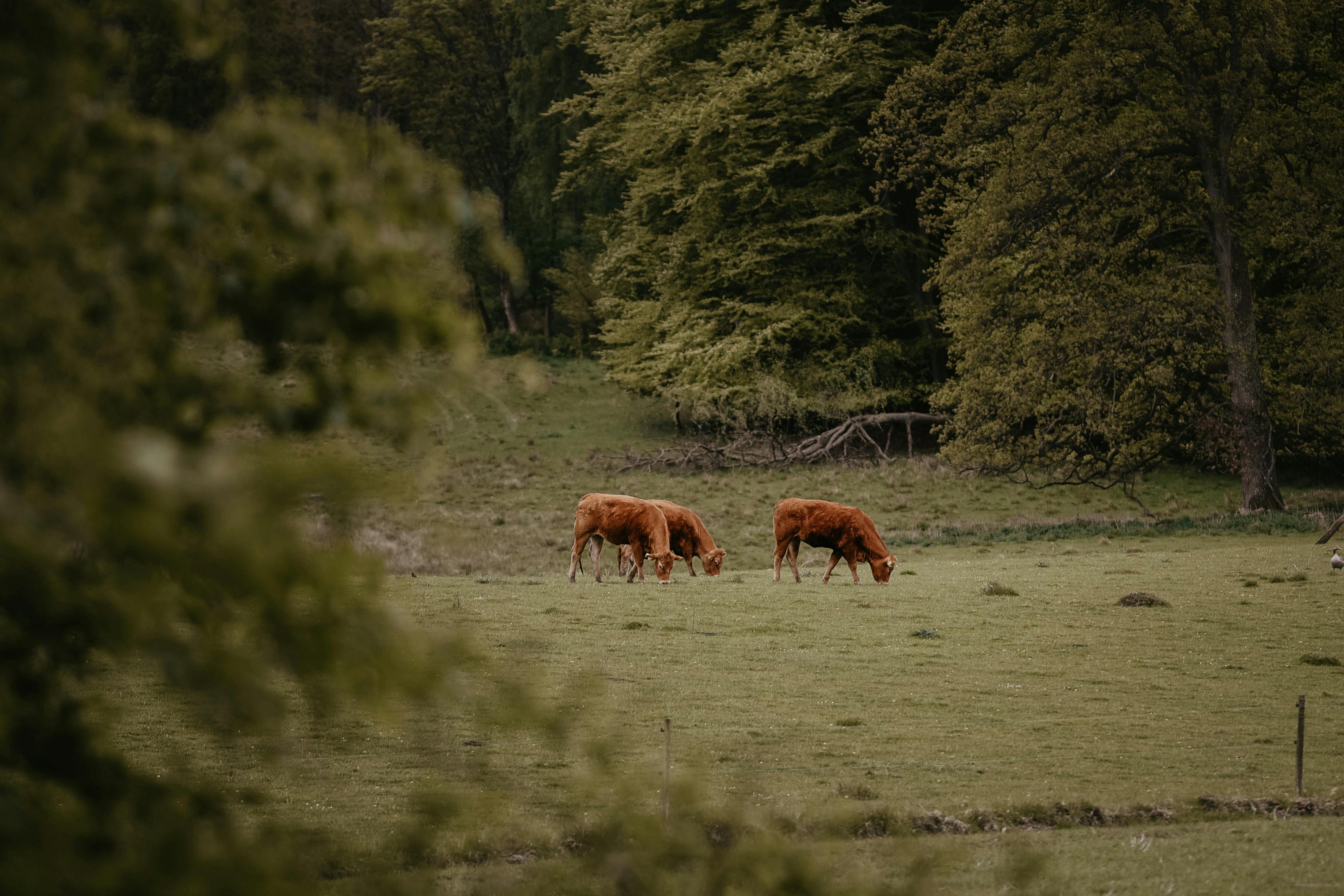 Cattle on Pasture · Free Stock Photo
