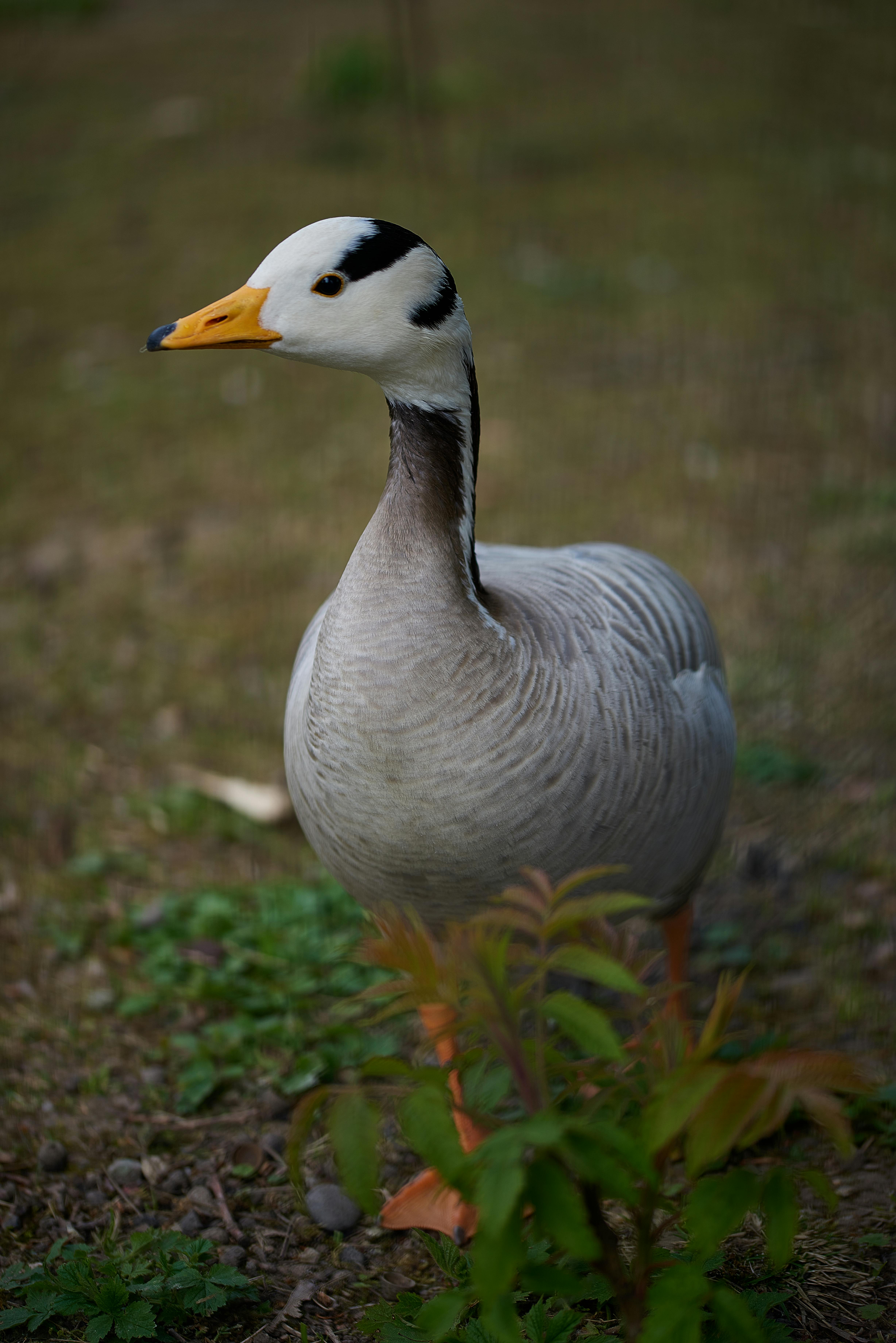 Close-up of a Bar-headed Goose · Free Stock Photo