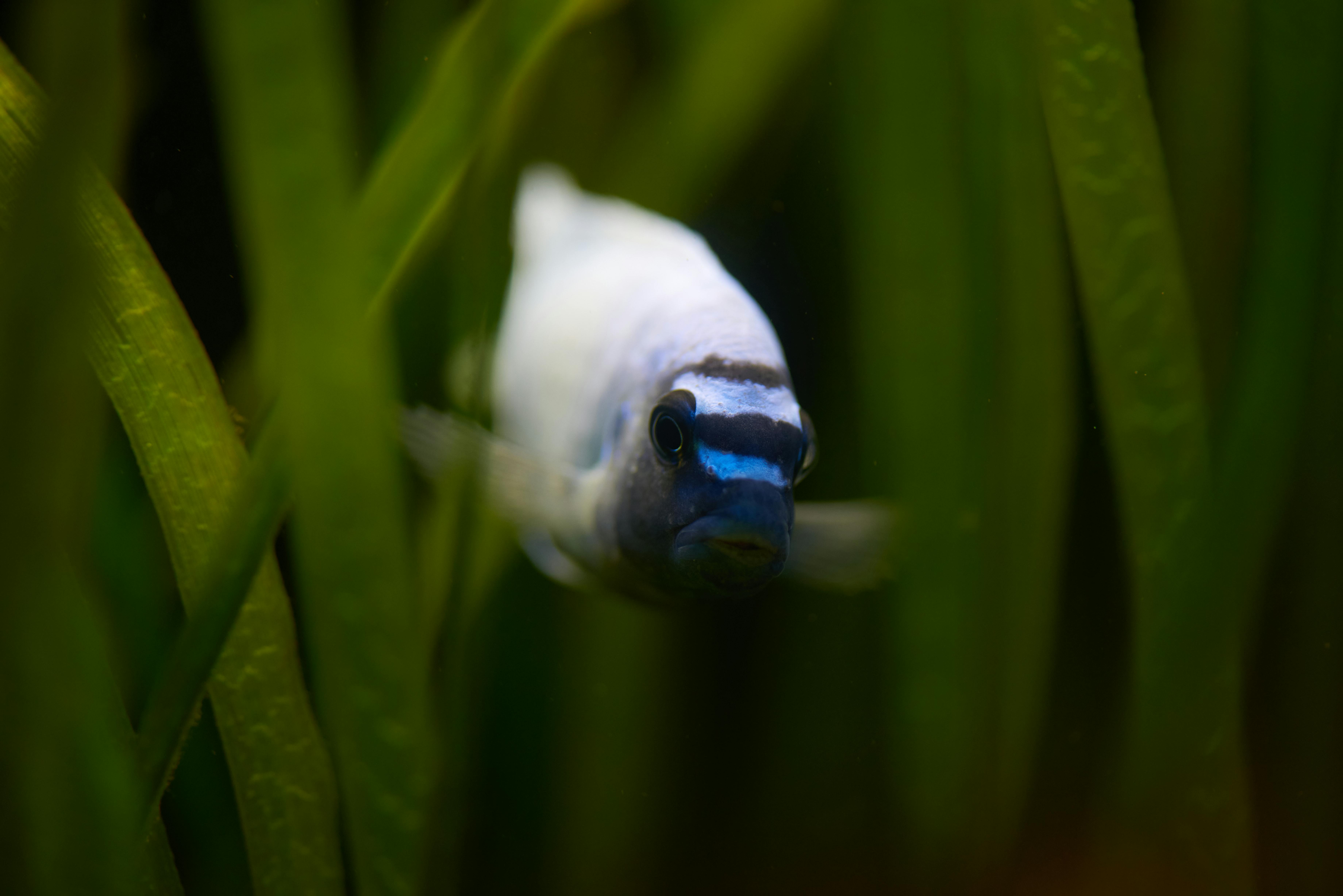 Selective Focus Photography of Two Fish on White Net · Free Stock Photo