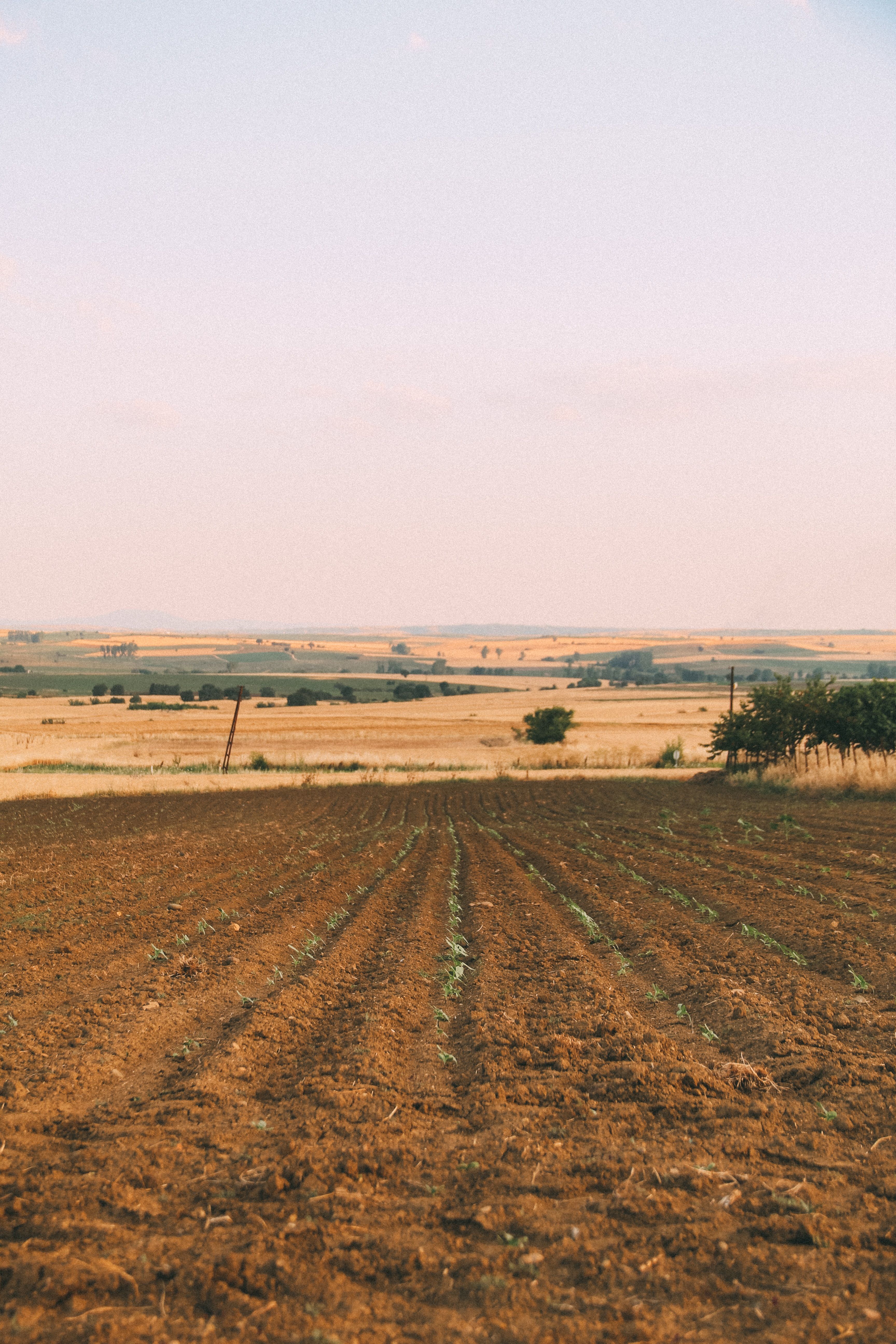 Wide Sow Photos, Download The BEST Free Wide Sow Stock Photos & HD Images