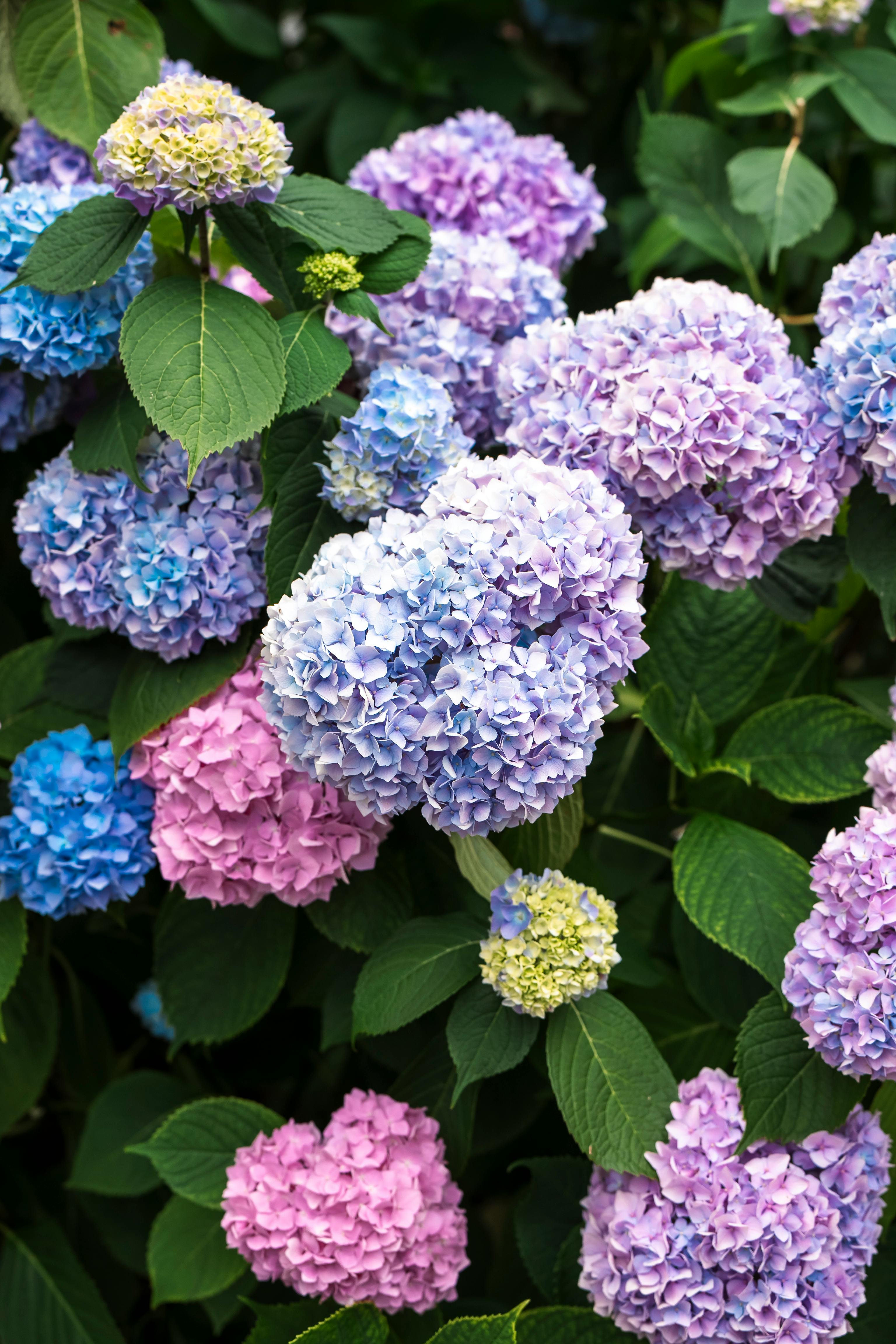 Colorful Hydrangea Flowers · Free Stock Photo