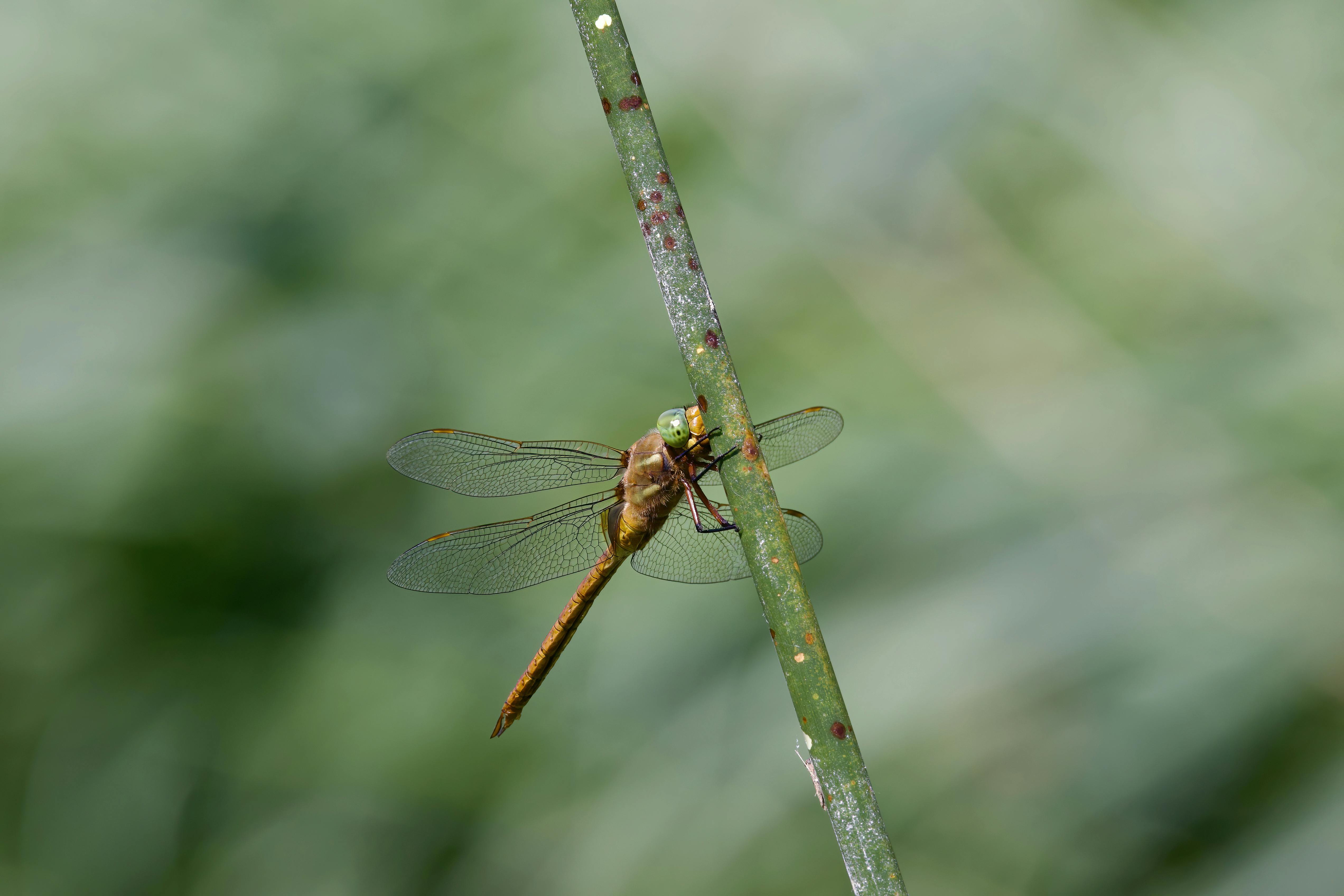Dragon Fly Photos, Download The BEST Free Dragon Fly Stock Photos & HD ...