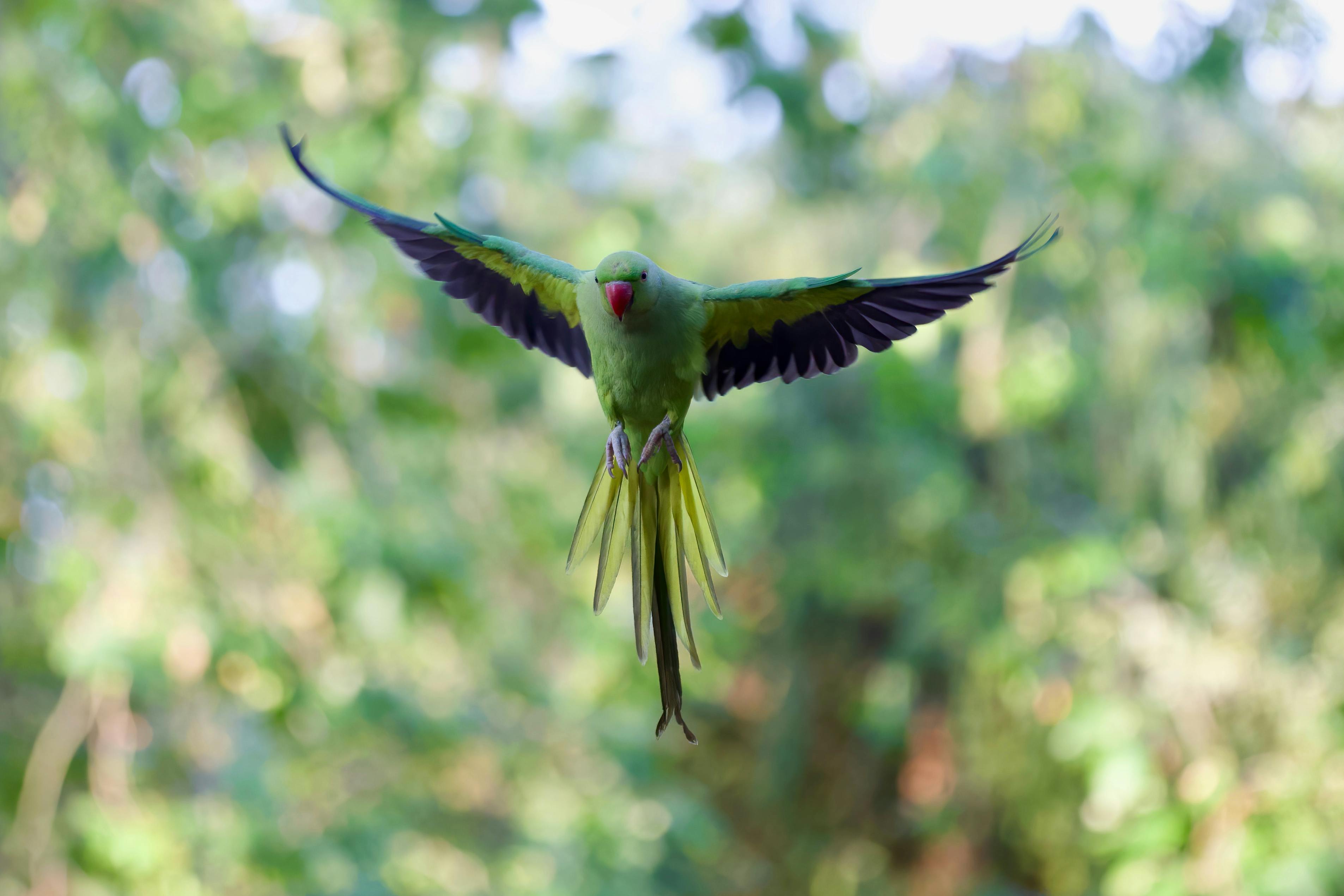 Ring-necked Parakeet in flight · Free Stock Photo