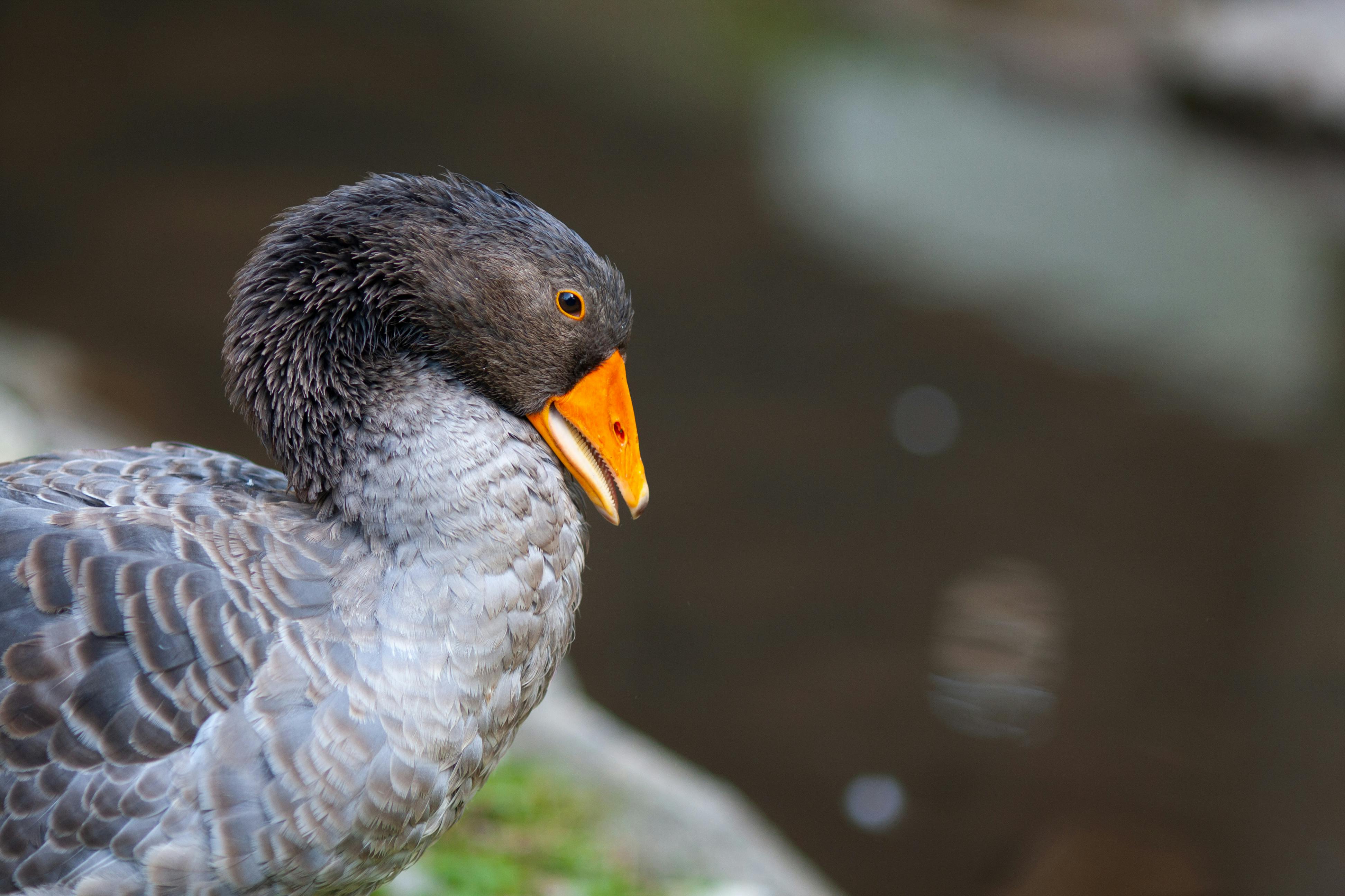 Silly Goose Wallpaper Photos, Download The BEST Free Silly Goose ...