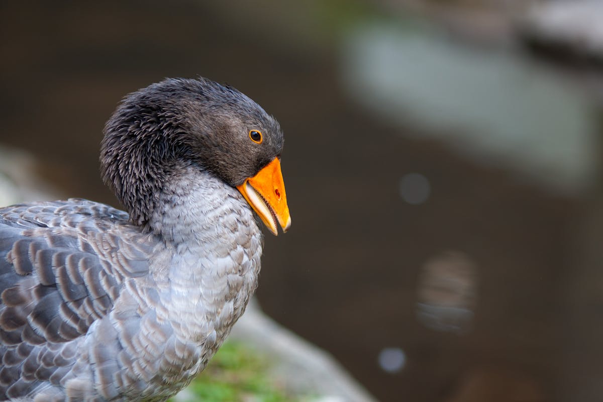 Silly Goose Wallpaper Photos, Download The BEST Free Silly Goose ...