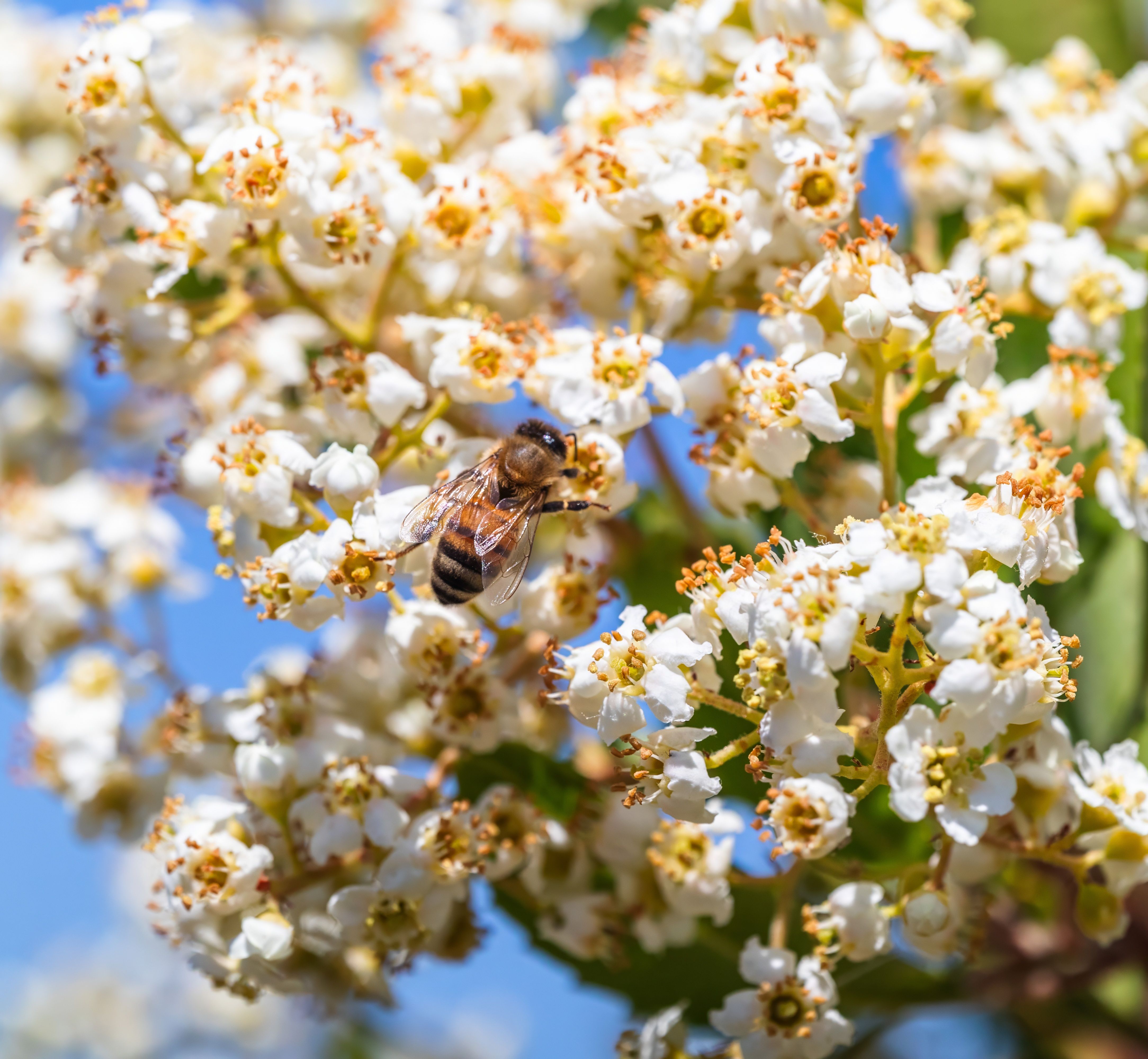 Foto de stock gratuita sobre abeja, abeja en flor, al aire libre, apis ...