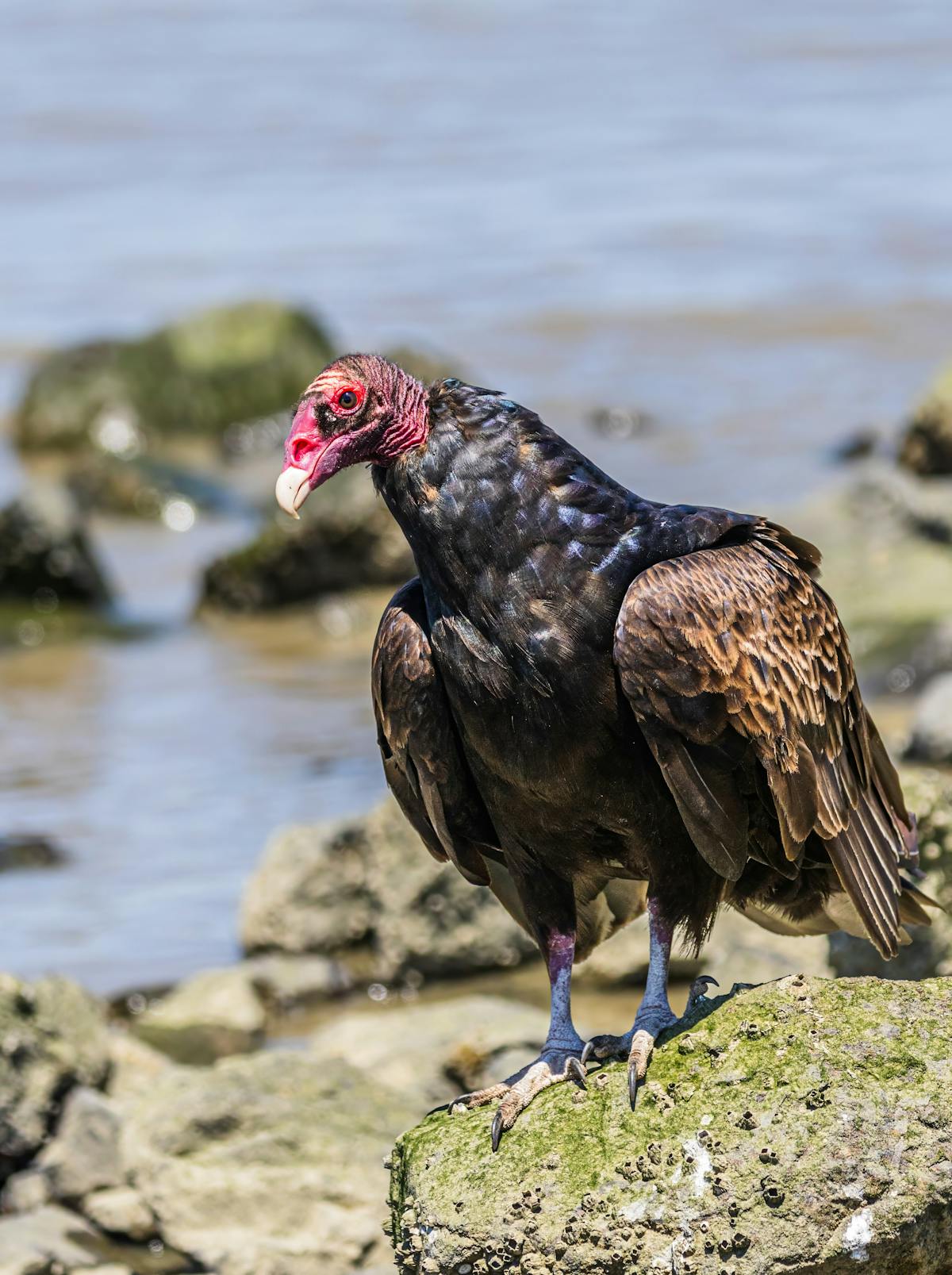 Vulture Photos, Download The BEST Free Vulture Stock Photos & HD Images