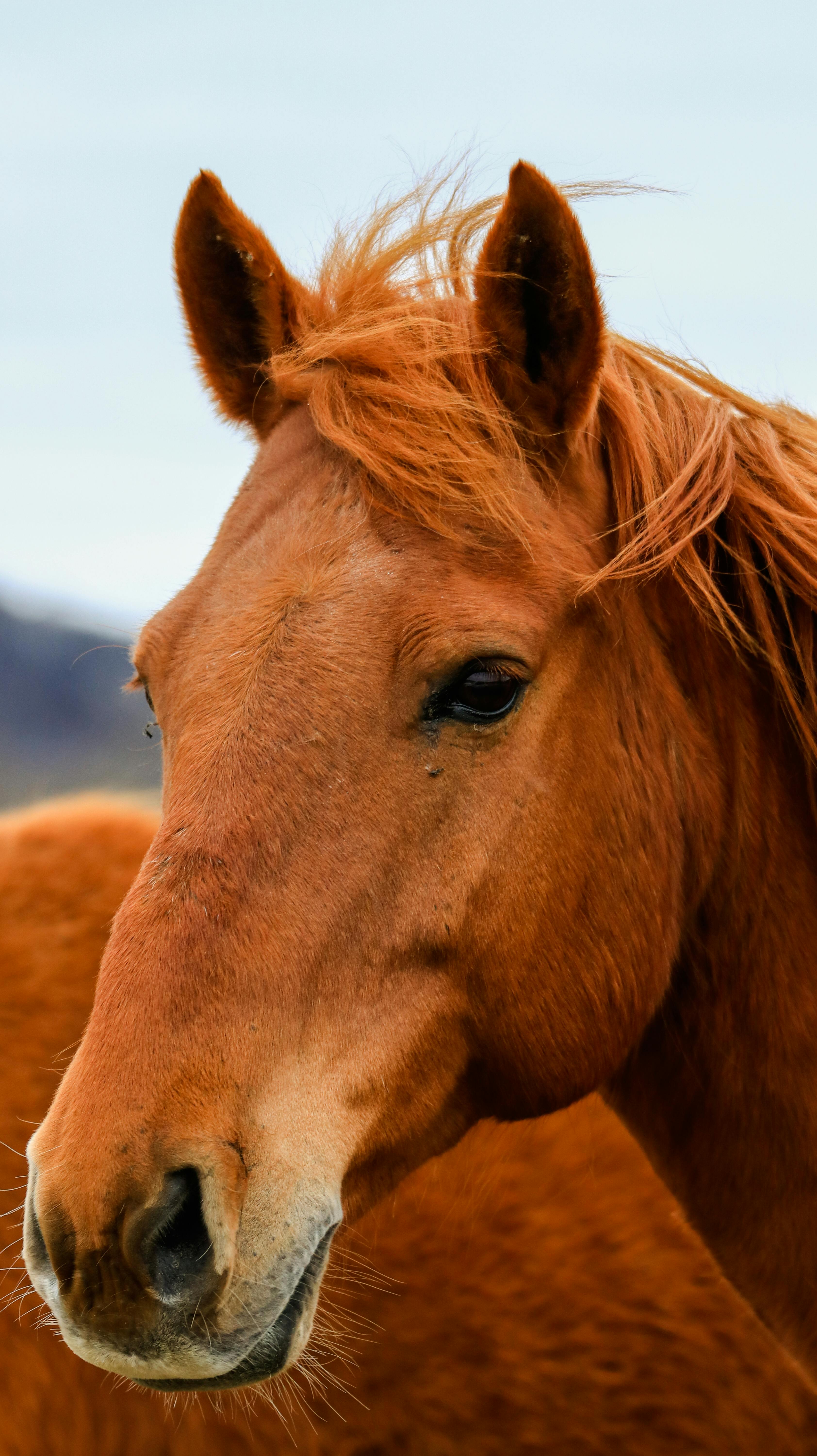 A Black Horse Rearing on the Paddock · Free Stock Photo
