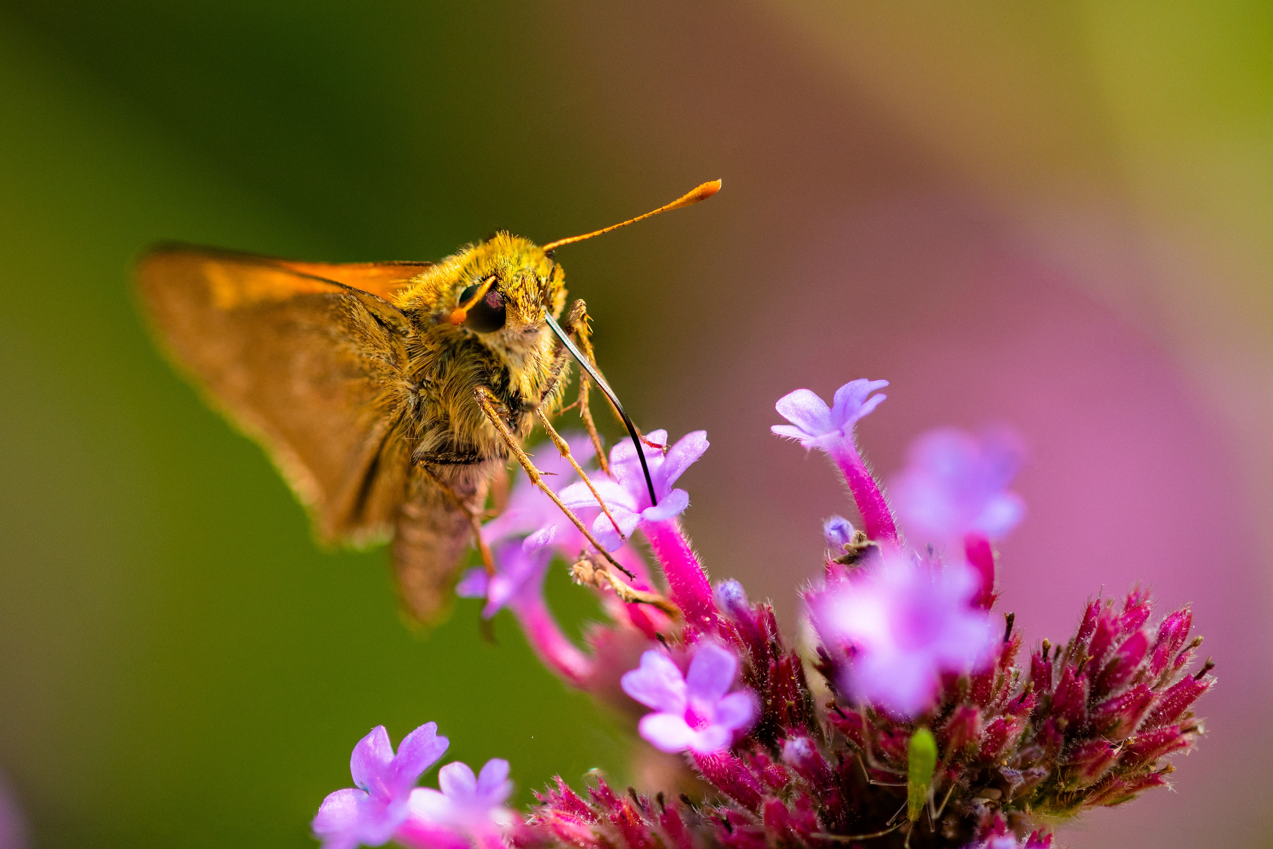 Close up of a Moth · Free Stock Photo