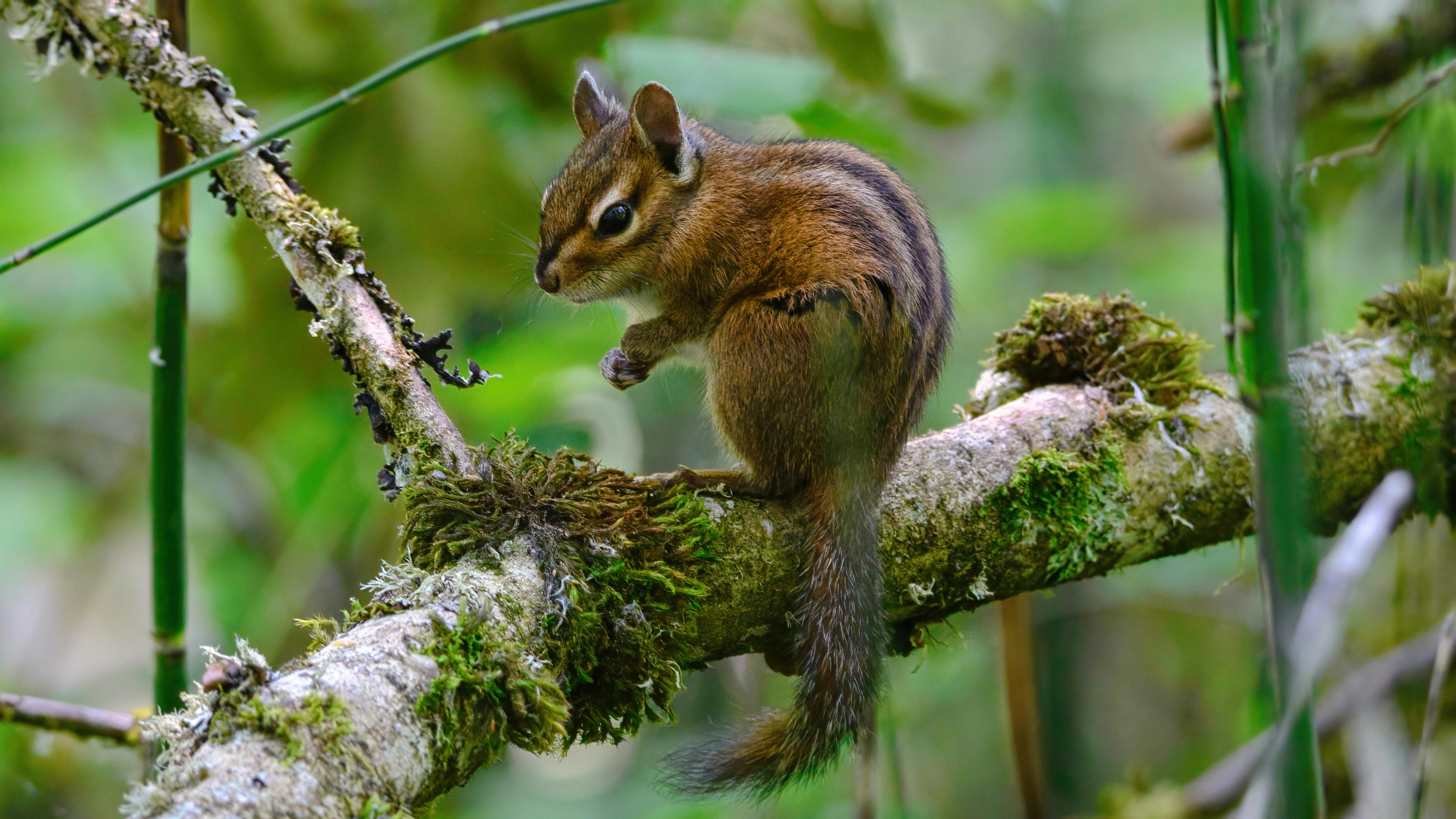 Close-Up Photo of Chipmunk Holding a Cup · Free Stock Photo