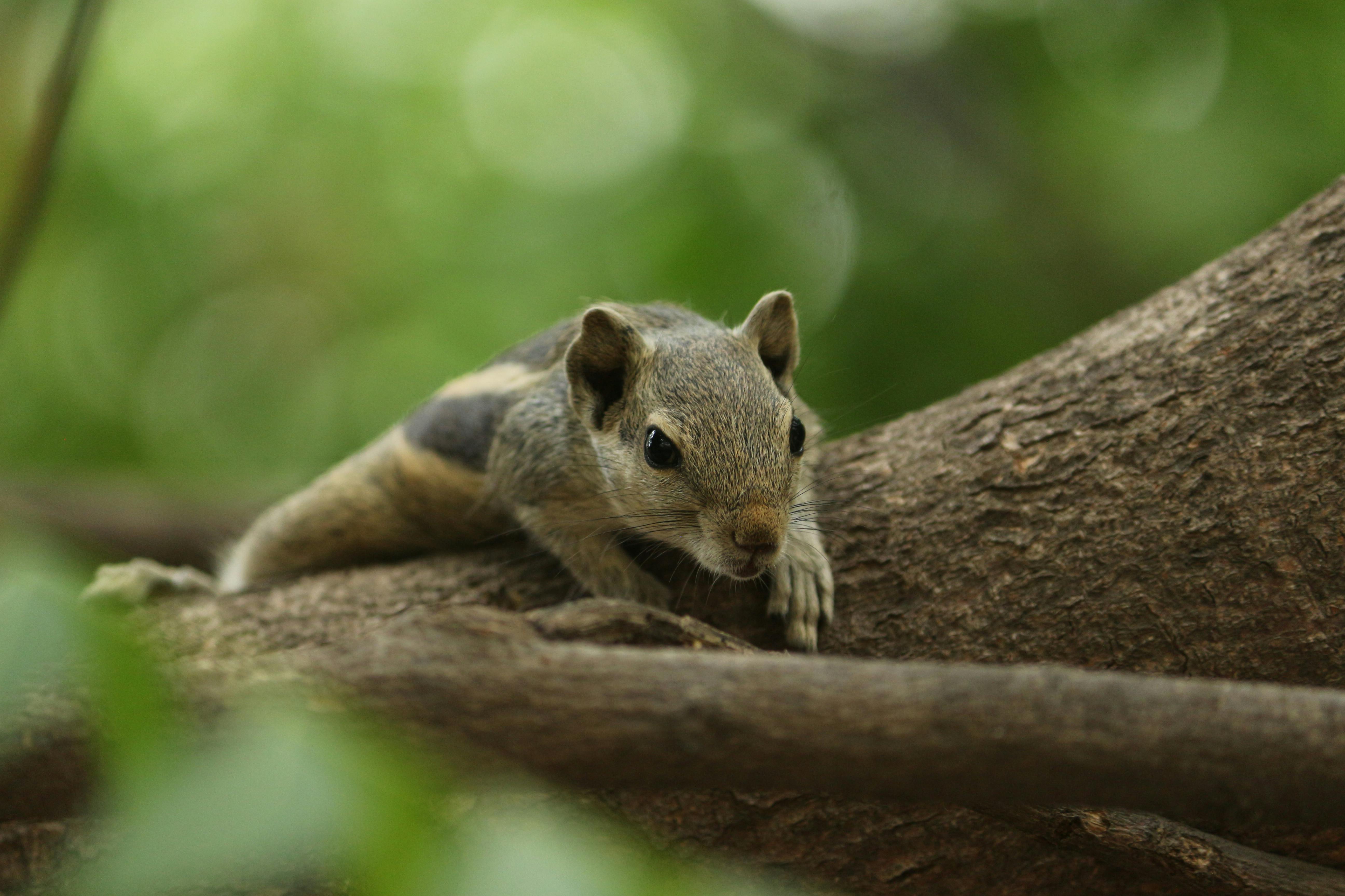 Close-up of a Chipmunk on a Tree Branch · Free Stock Photo