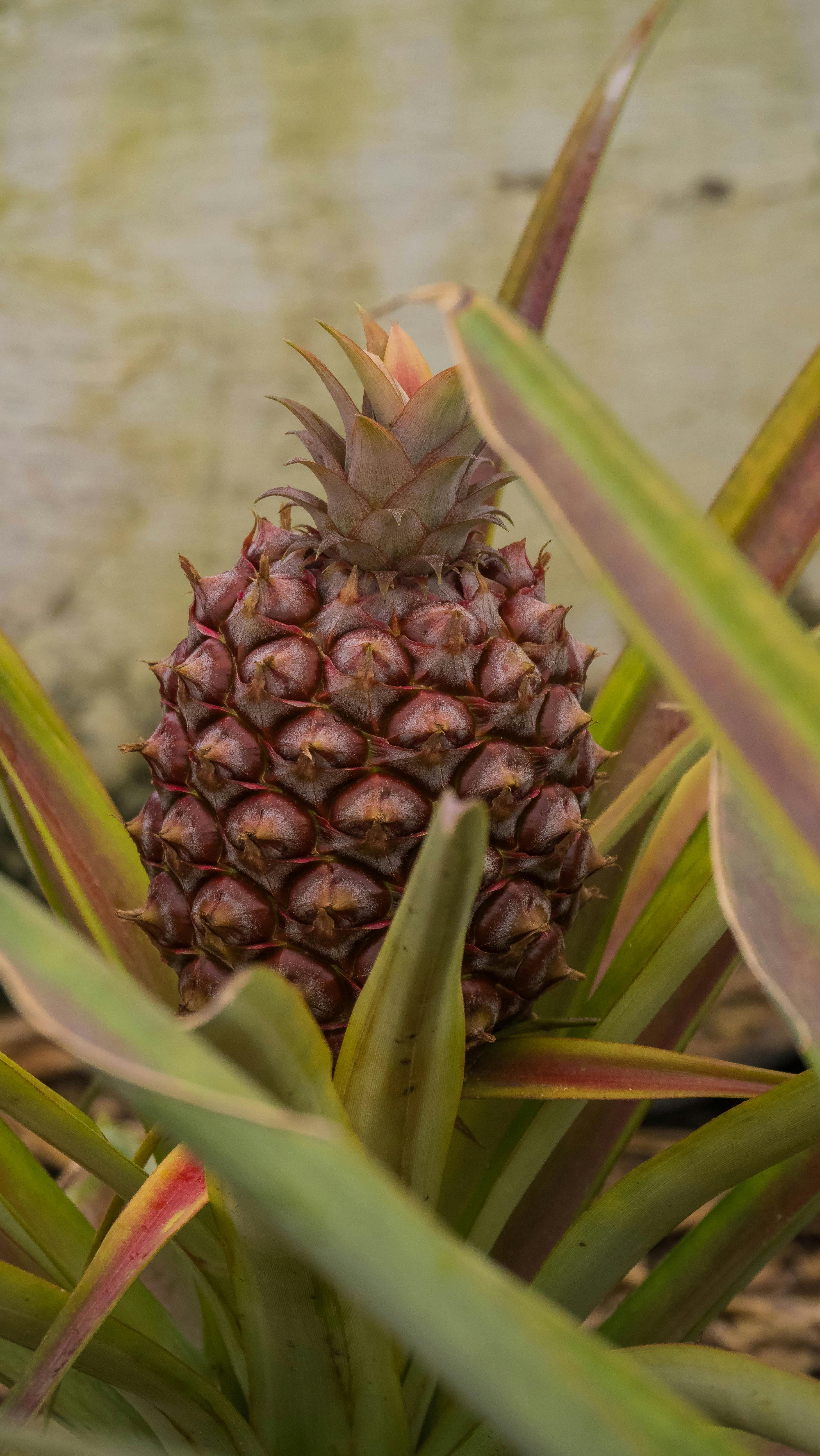 Bright texture of fresh ripe exotic pineapple · Free Stock Photo