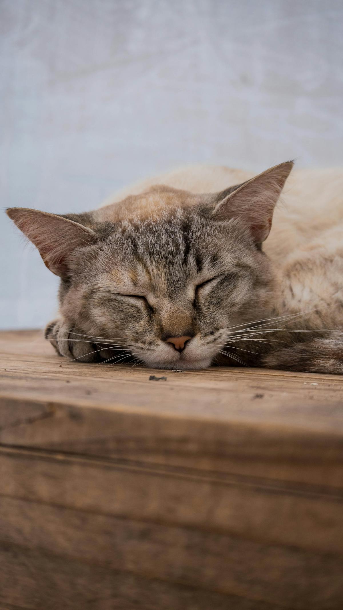 Sleep Cat Wallpaper Photos, Download The BEST Free Sleep Cat Wallpaper ...