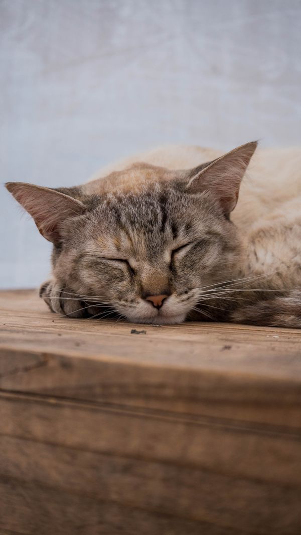 Sleep Cat Wallpaper Photos, Download The BEST Free Sleep Cat Wallpaper ...