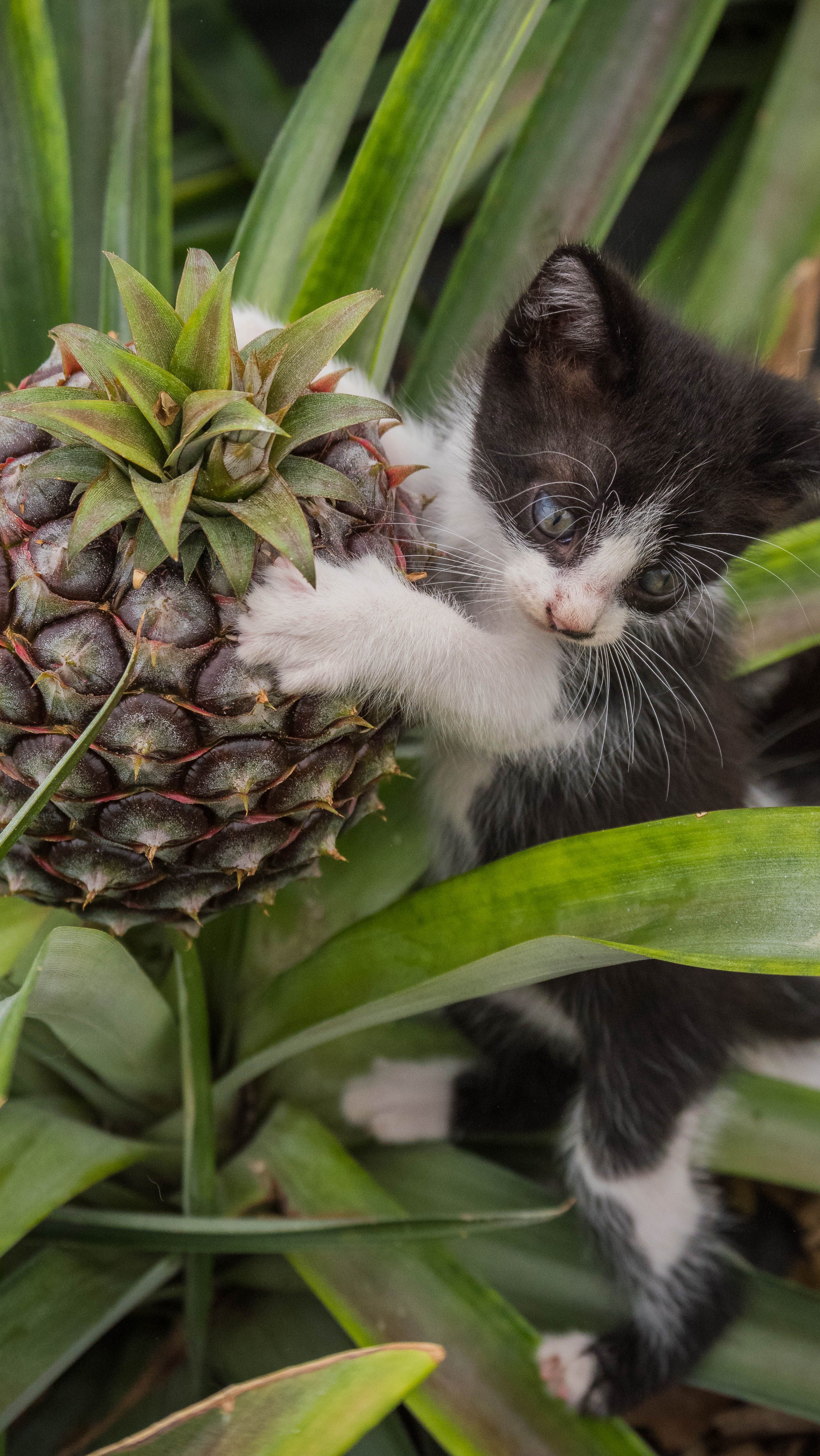 Cat Cartoon Photos, Download The BEST Free Cat Cartoon Stock Photos ...