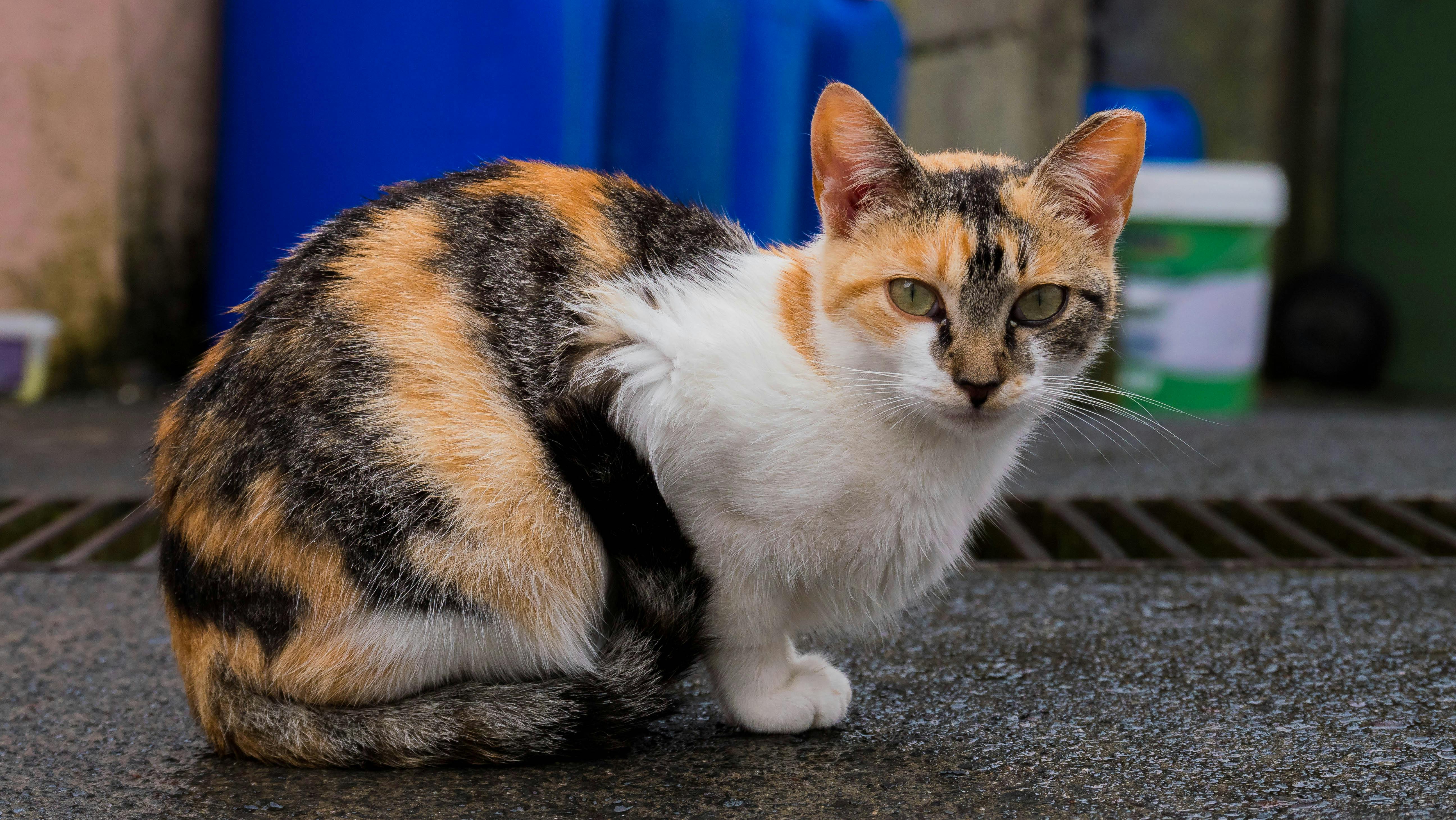 Cat Cartoon Photos, Download The BEST Free Cat Cartoon Stock Photos ...