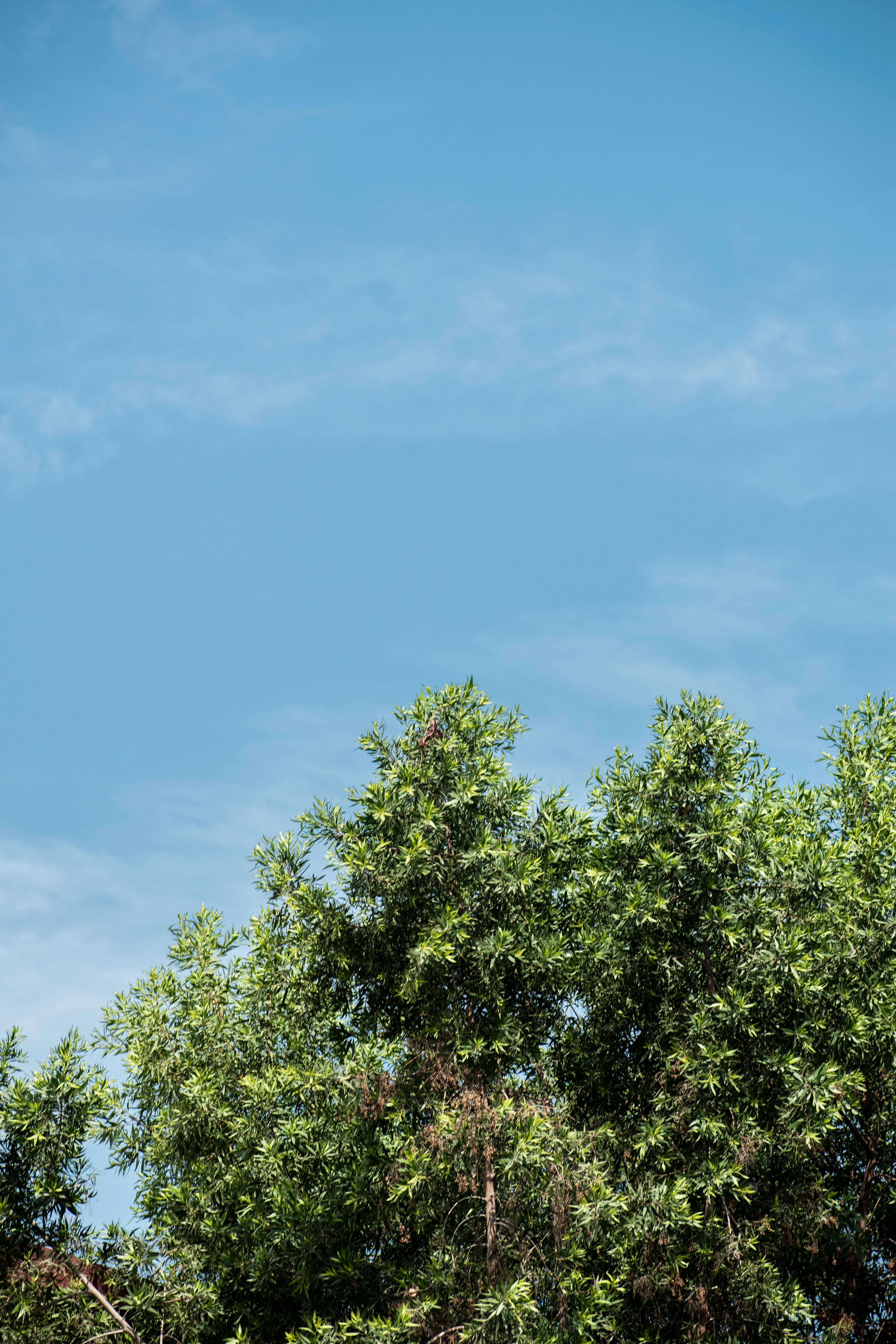Green Tree under Clear Sky · Free Stock Photo