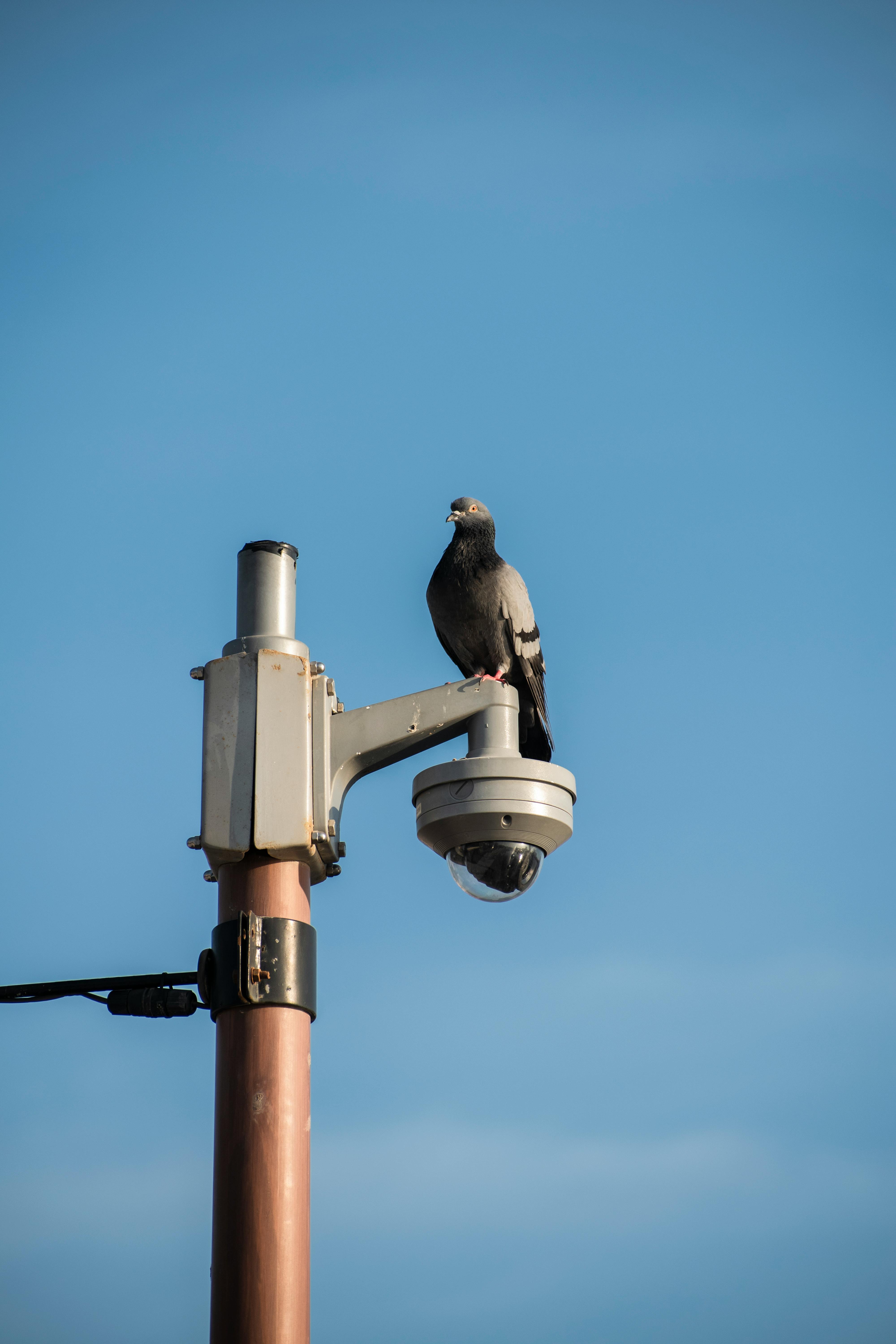 Pigeon on Pole with Surveillance Camera · Free Stock Photo