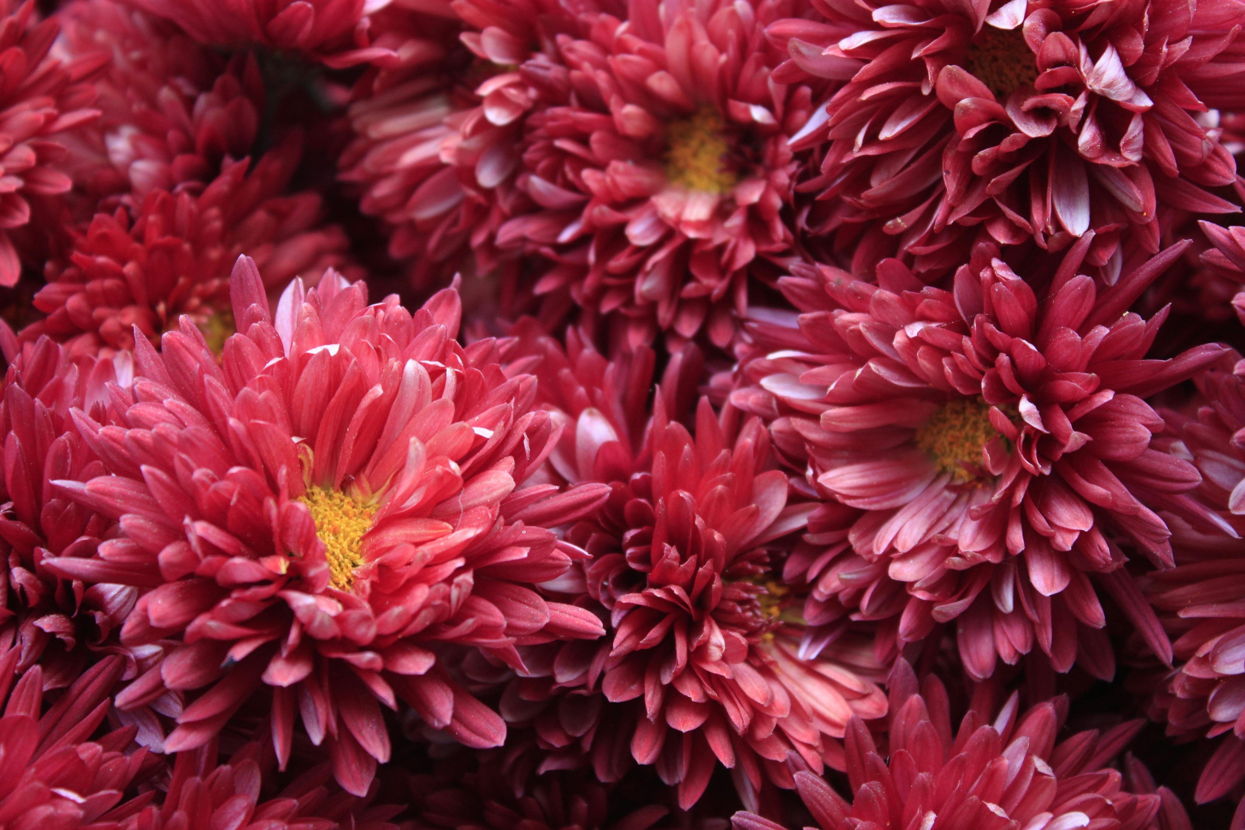 Silver Starlets Shiki Pink Photos, Download The BEST Free Silver ...