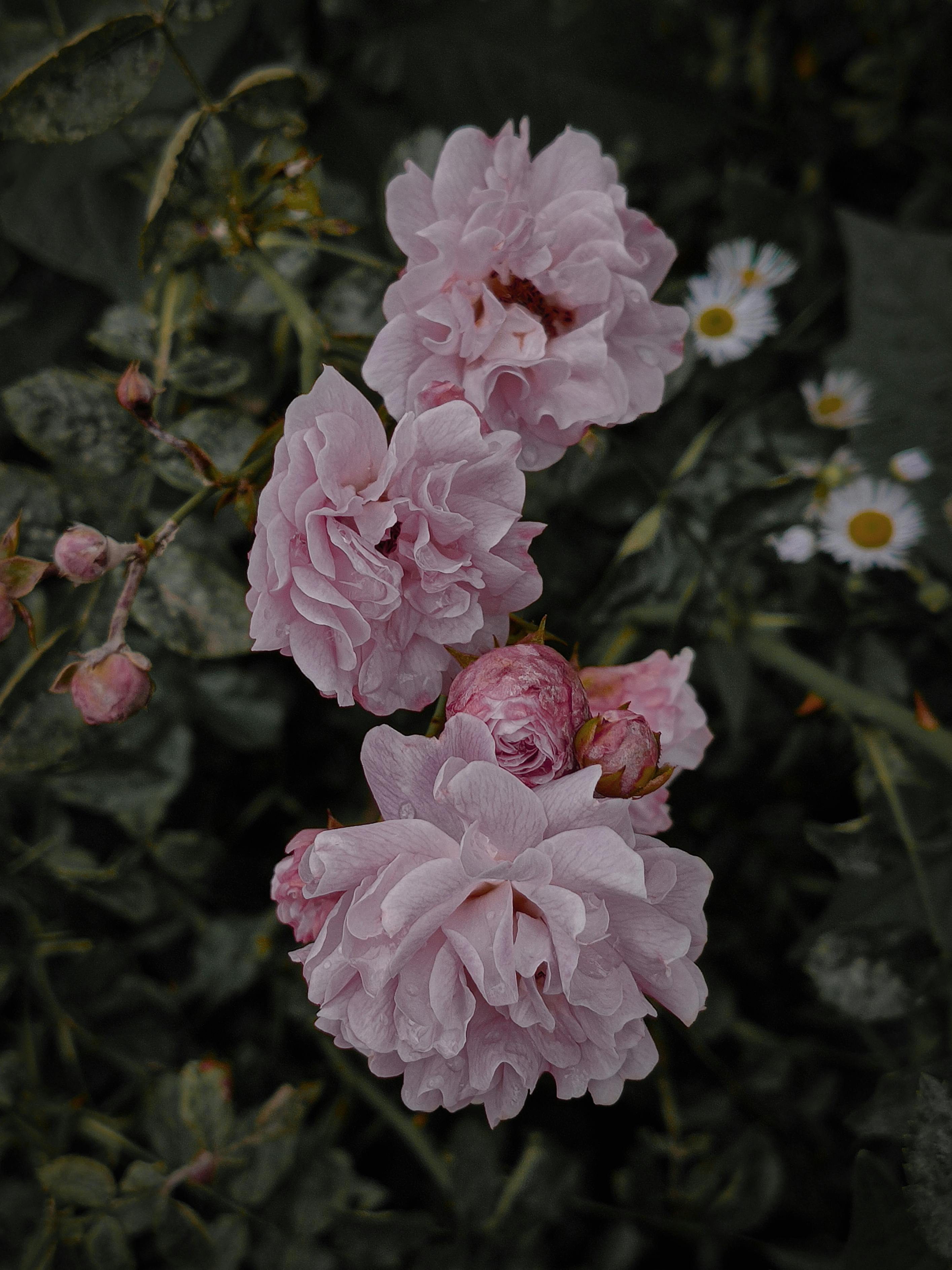 Silver Starlets Shiki Pink Photos, Download The BEST Free Silver ...