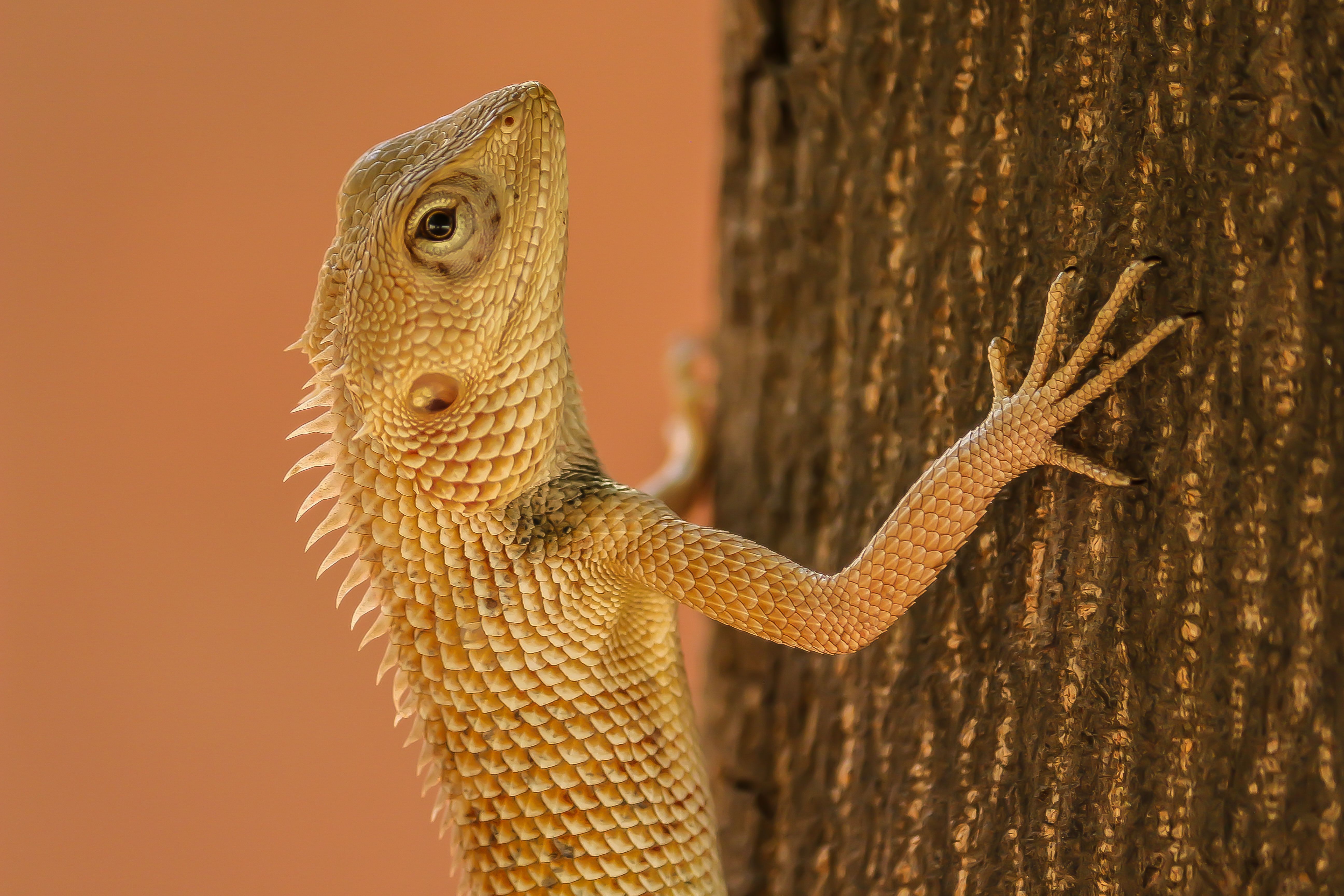 Close Up of Brown Lizard · Free Stock Photo
