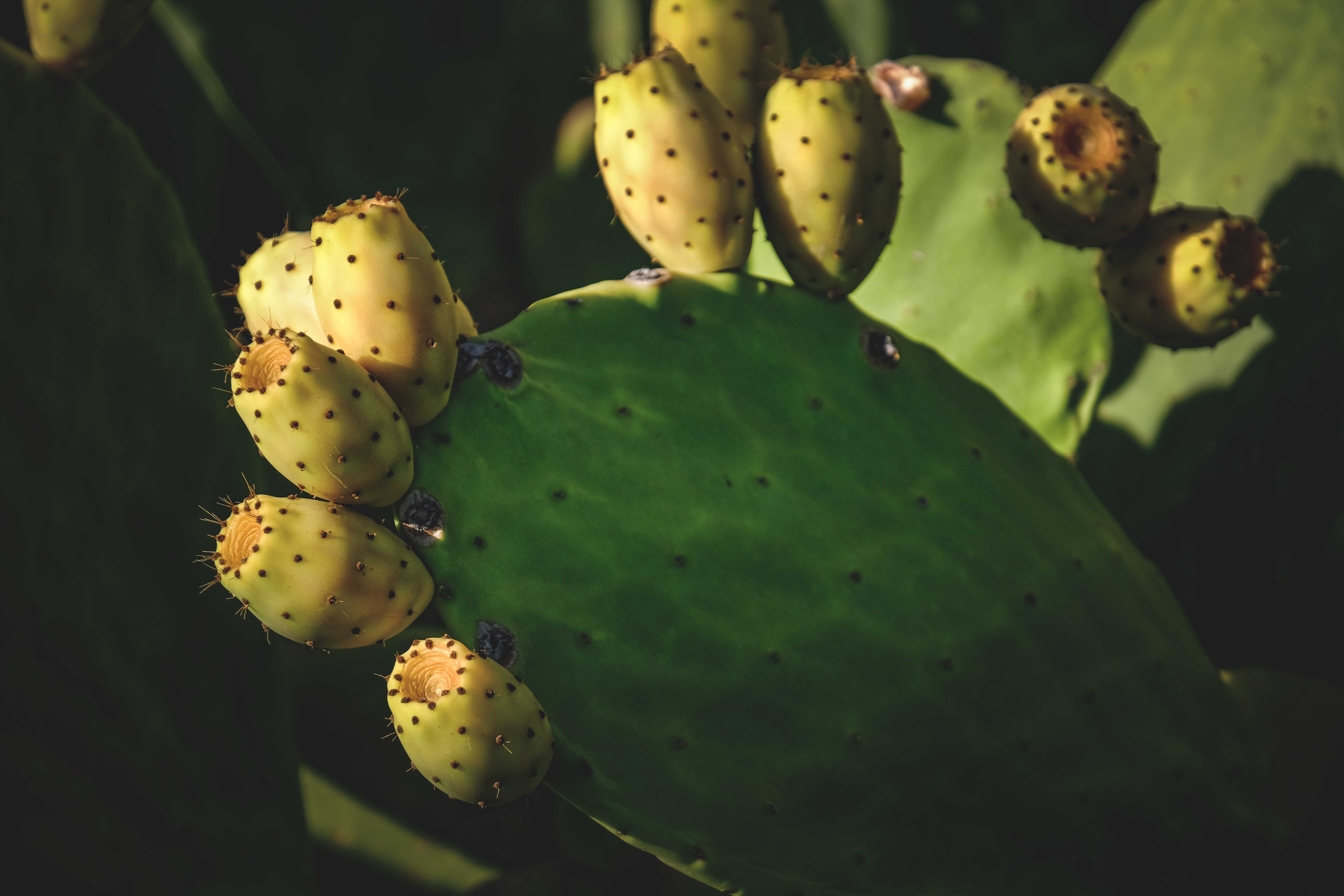 Foto de stock gratuita sobre cactus, exótico, fruta, higo chumbo ...