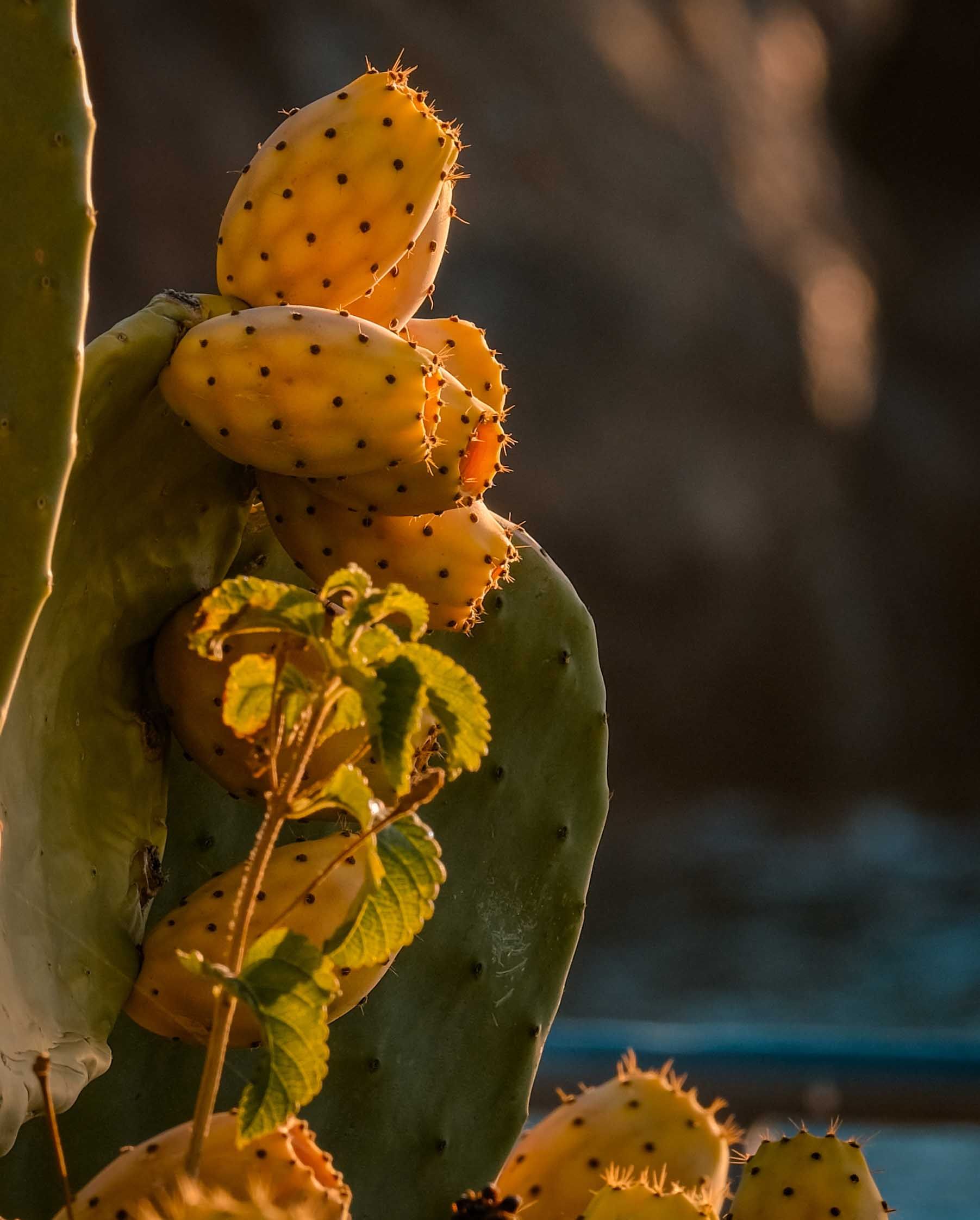 Foto de stock gratuita sobre cactus, exótico, fruta, higo chumbo ...