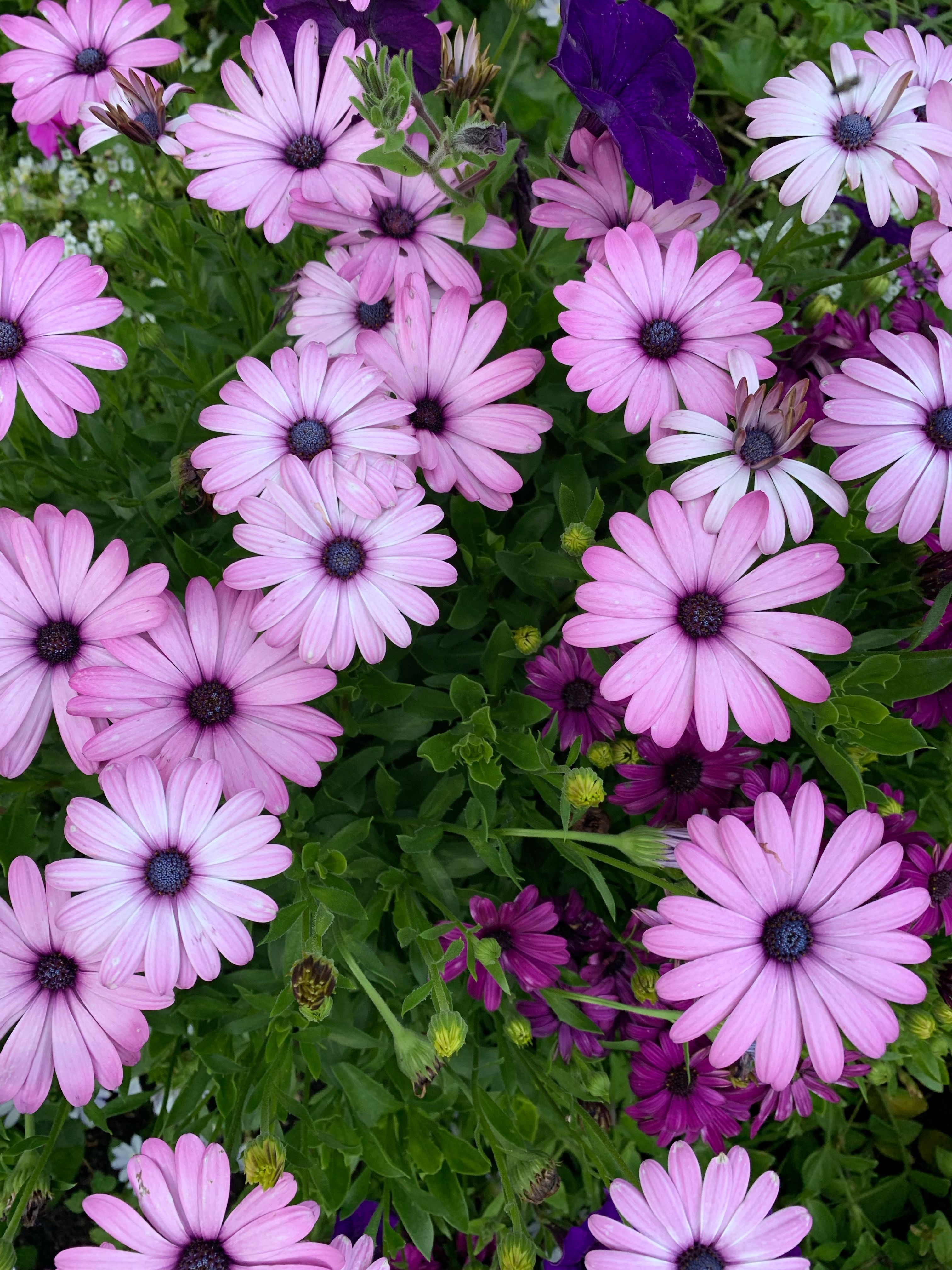 Decorative Blooming Flowers · Free Stock Photo