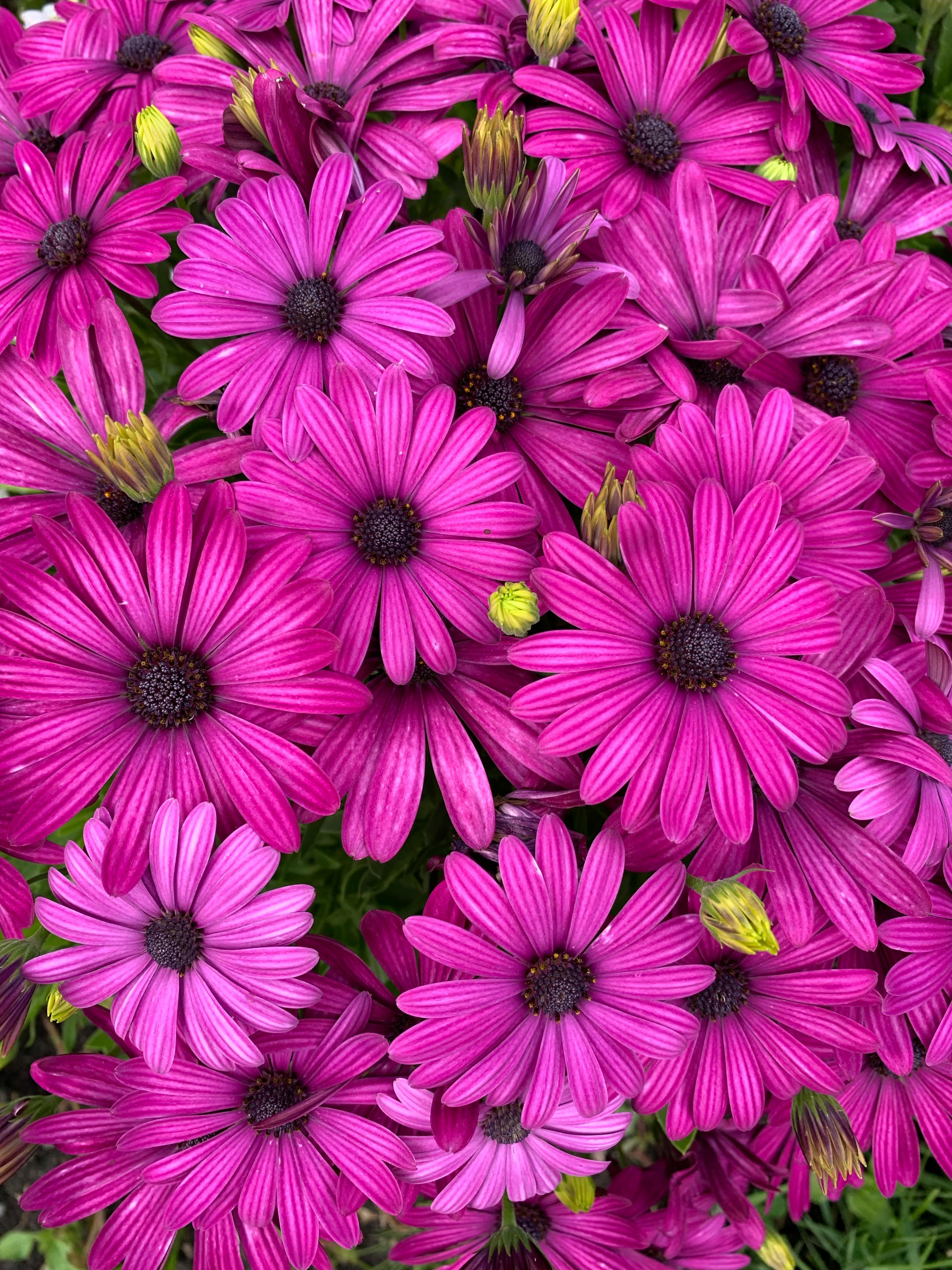 Magenta Flowers Photos, Download The BEST Free Magenta Flowers Stock ...