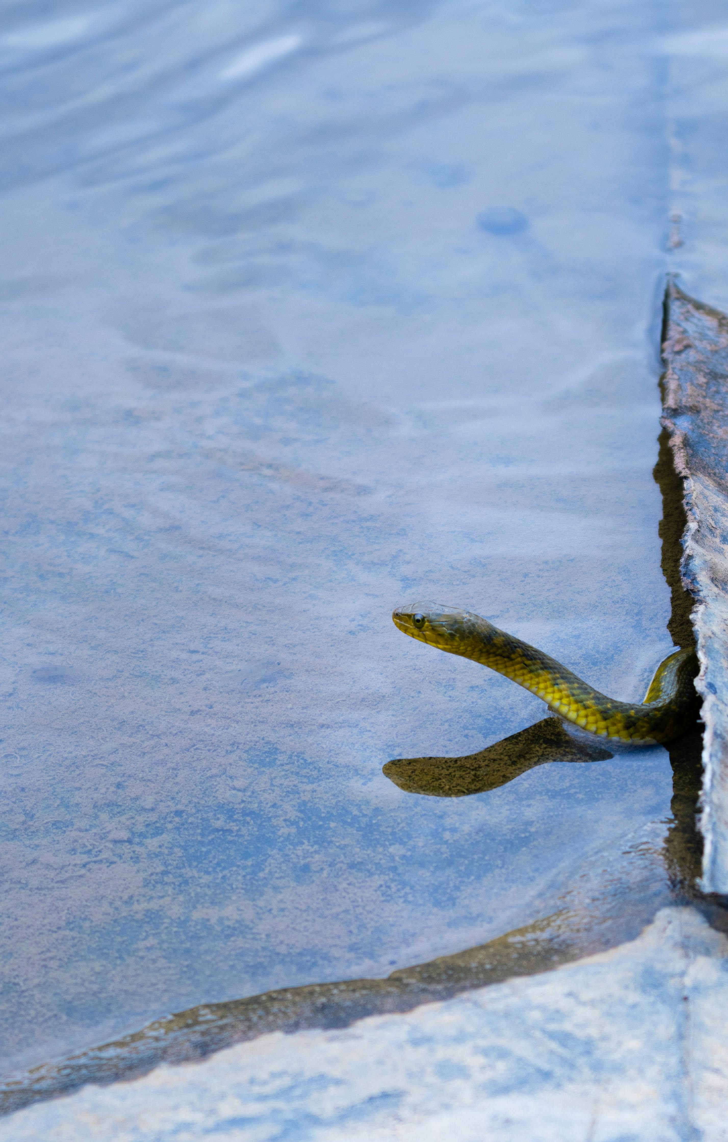 A Snake Reflecting in the Water · Free Stock Photo