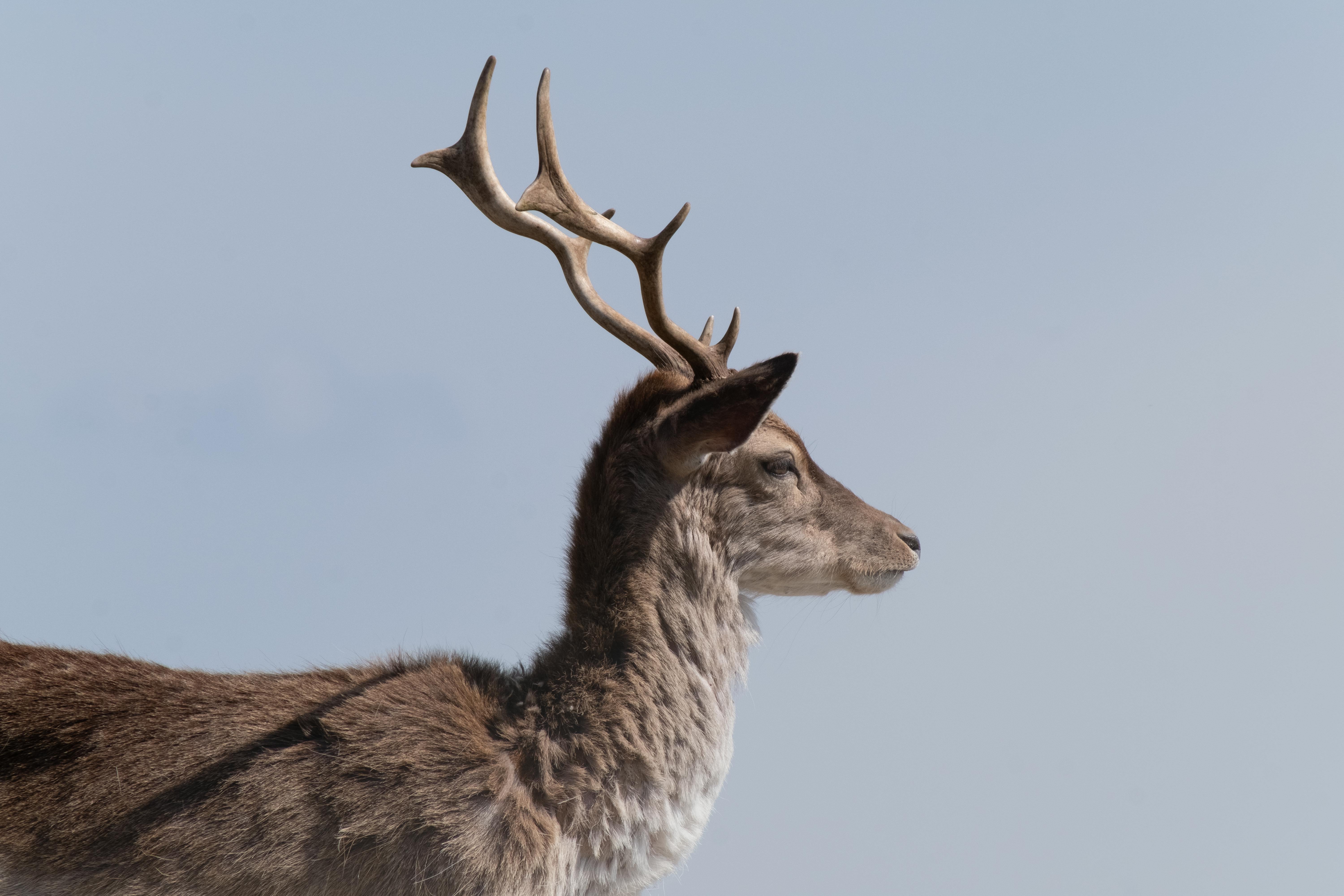 European Fallow Deer in Side View · Free Stock Photo
