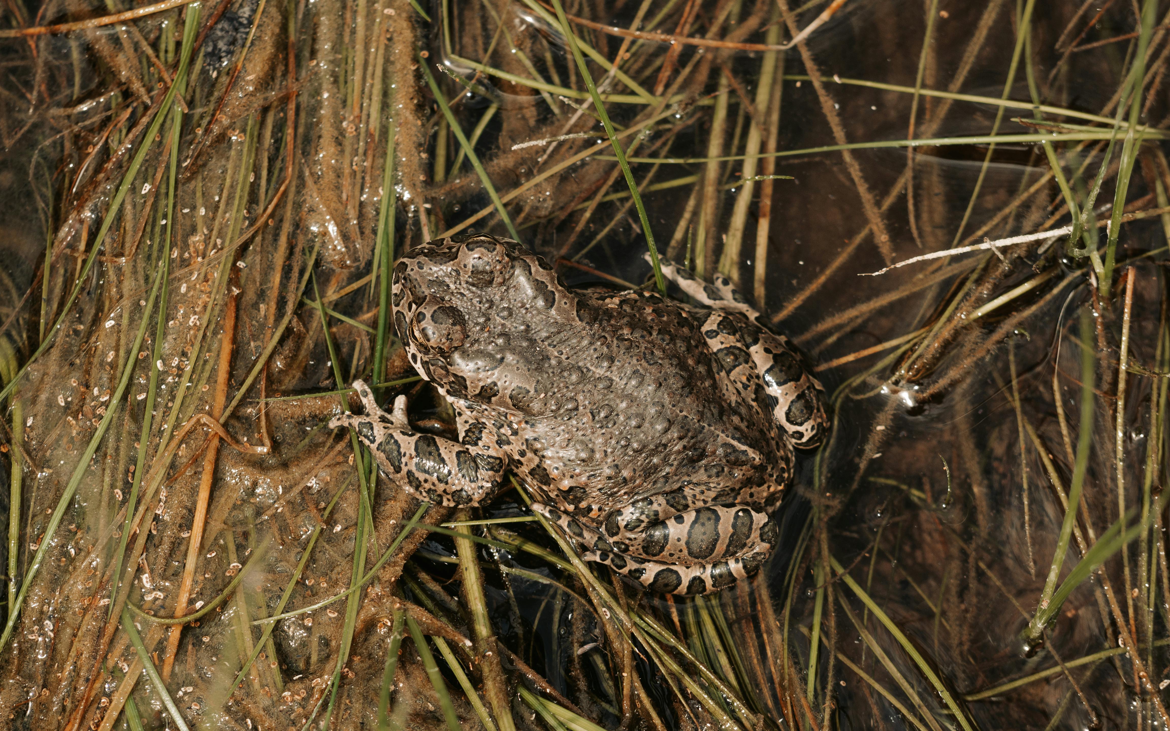 Instinct Of Reproduction Photos, Download The BEST Free Instinct Of ...