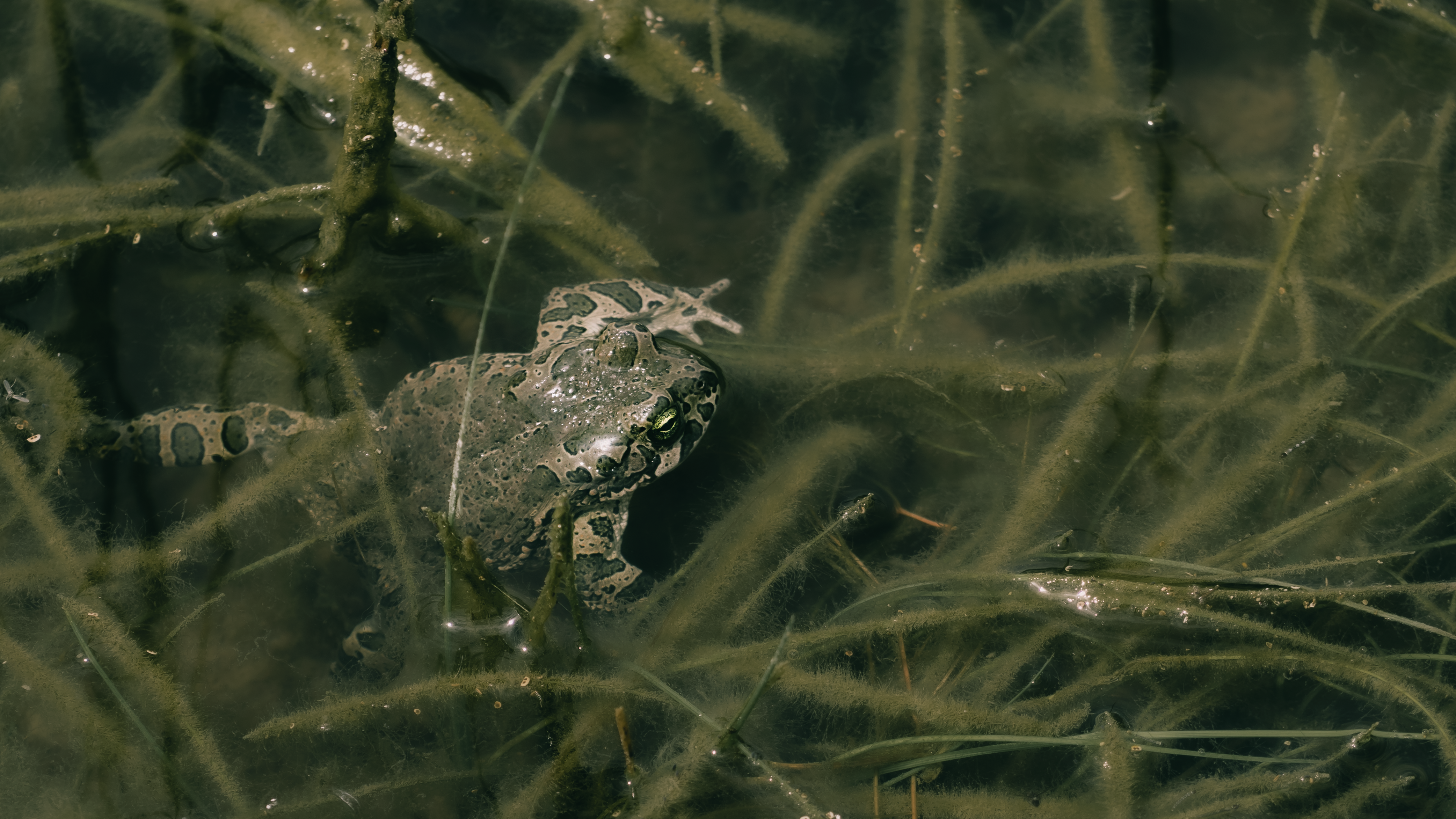 Frog Camouflaging in Pond · Free Stock Photo