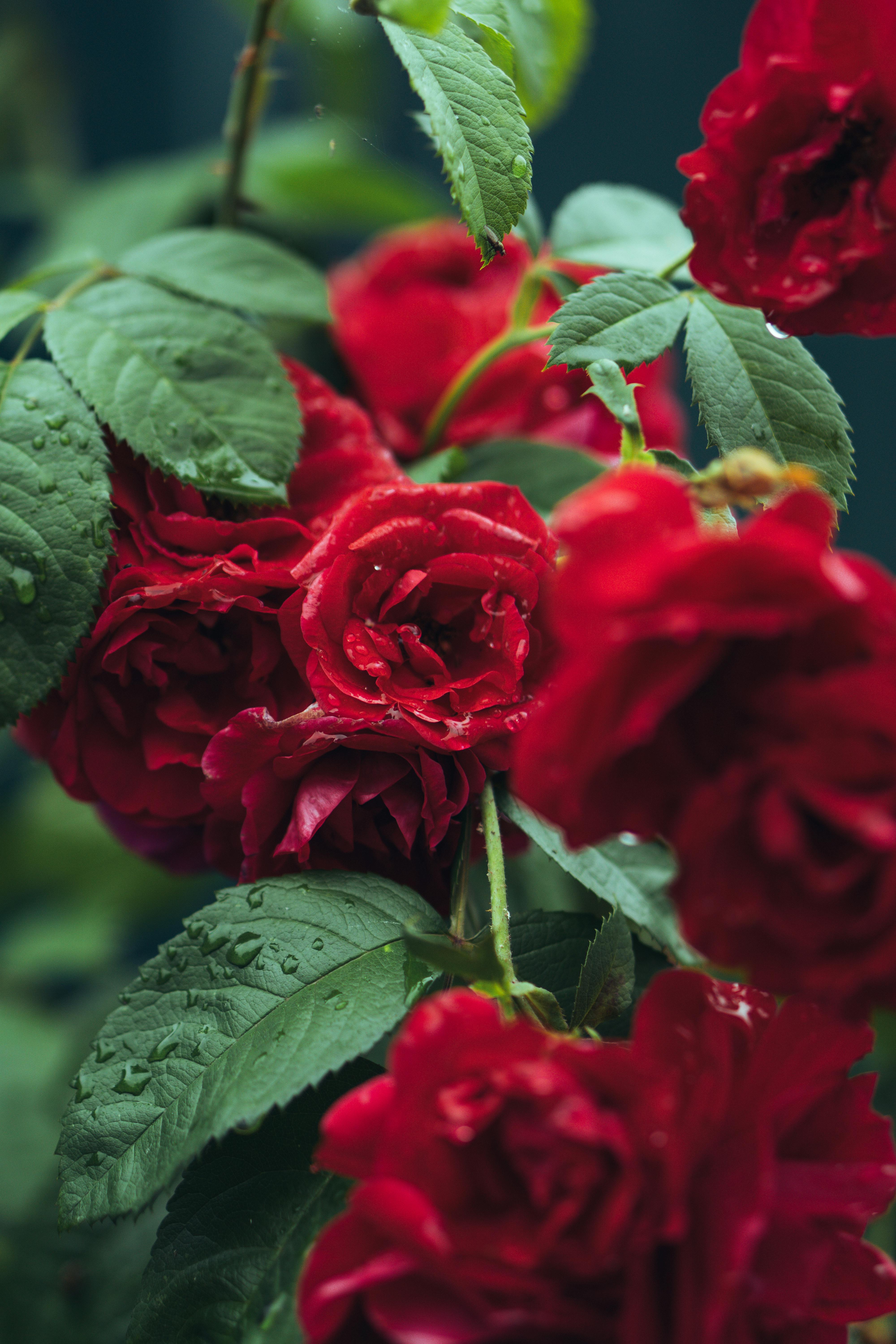 Red Blooming Roses · Free Stock Photo