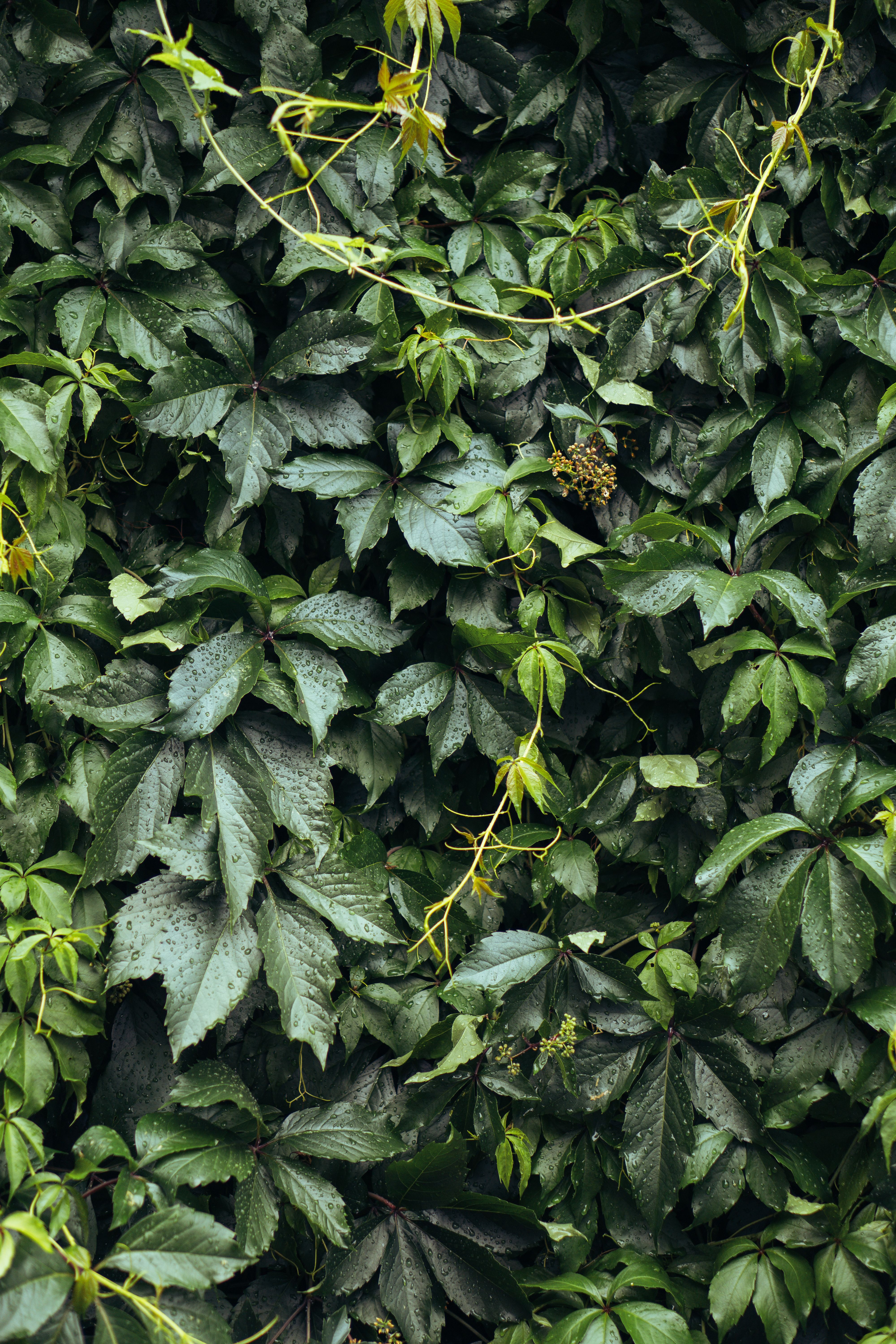 Green Clinging Plant · Free Stock Photo