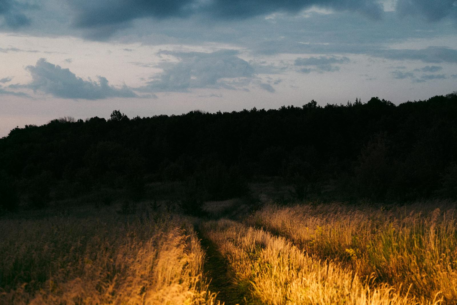 Tracking Forest Photos, Download The BEST Free Tracking Forest Stock ...