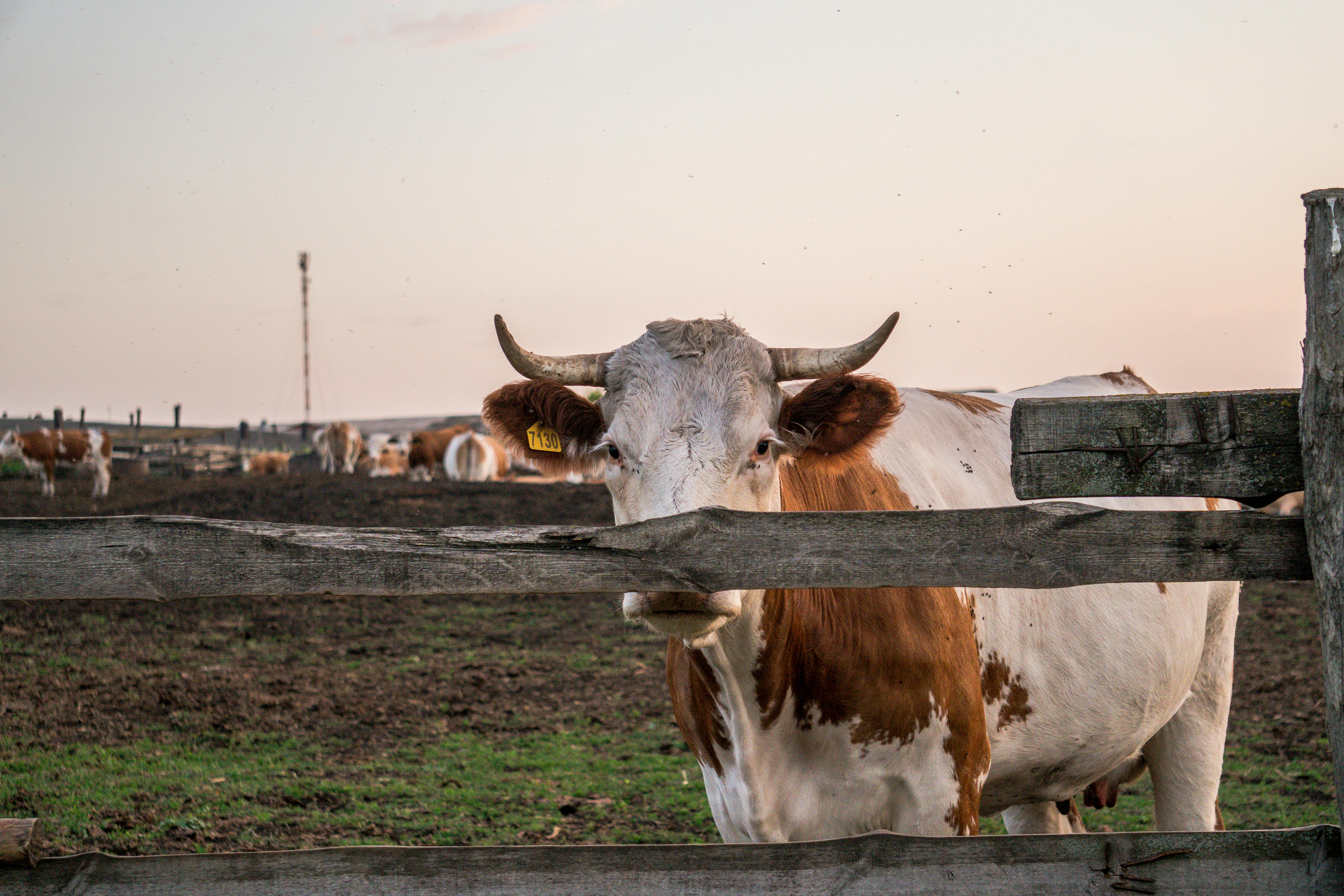 Cow Behind Wooden Fence on Farm · Free Stock Photo