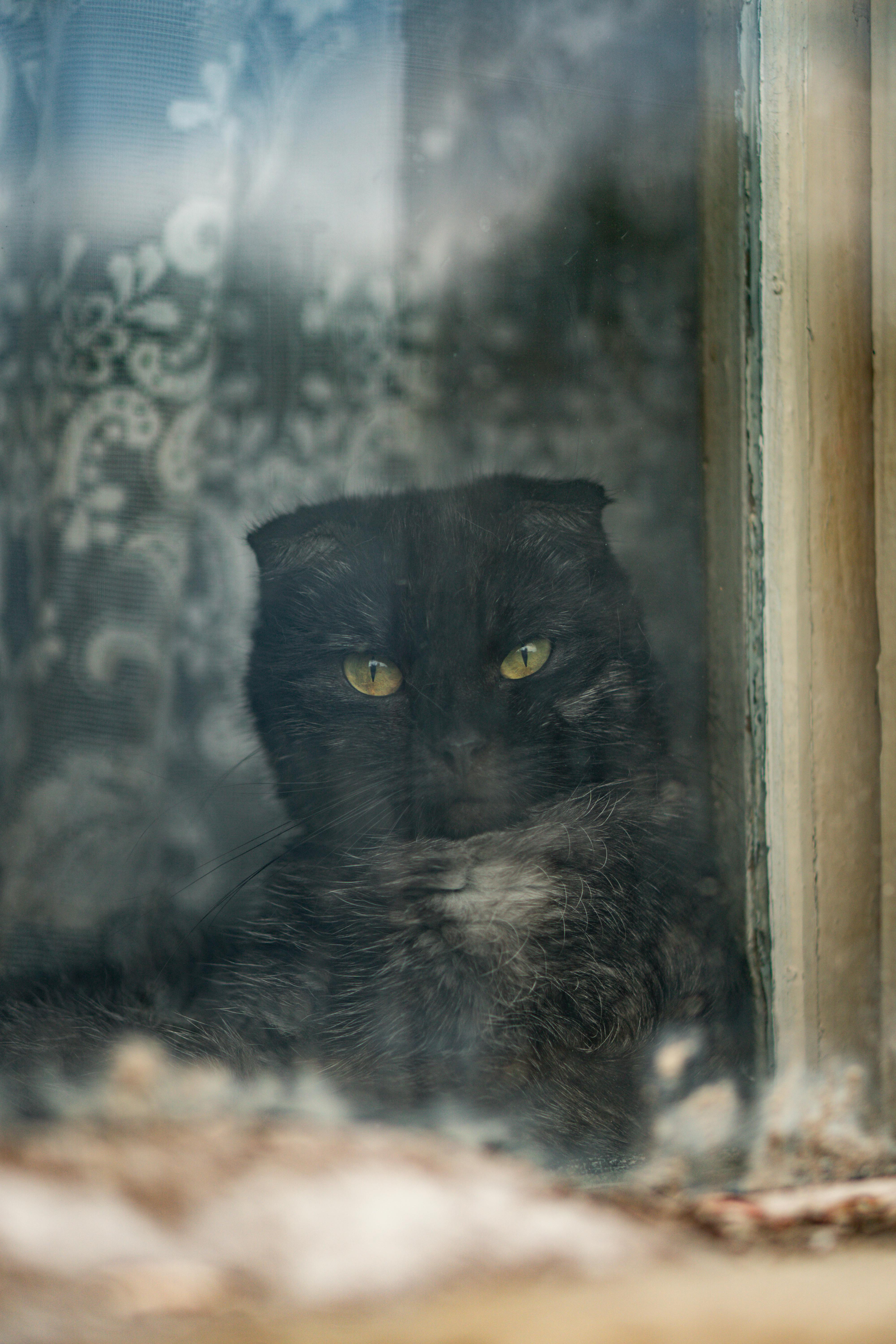 Portrait of a Black Cat Looking through a Window · Free Stock Photo