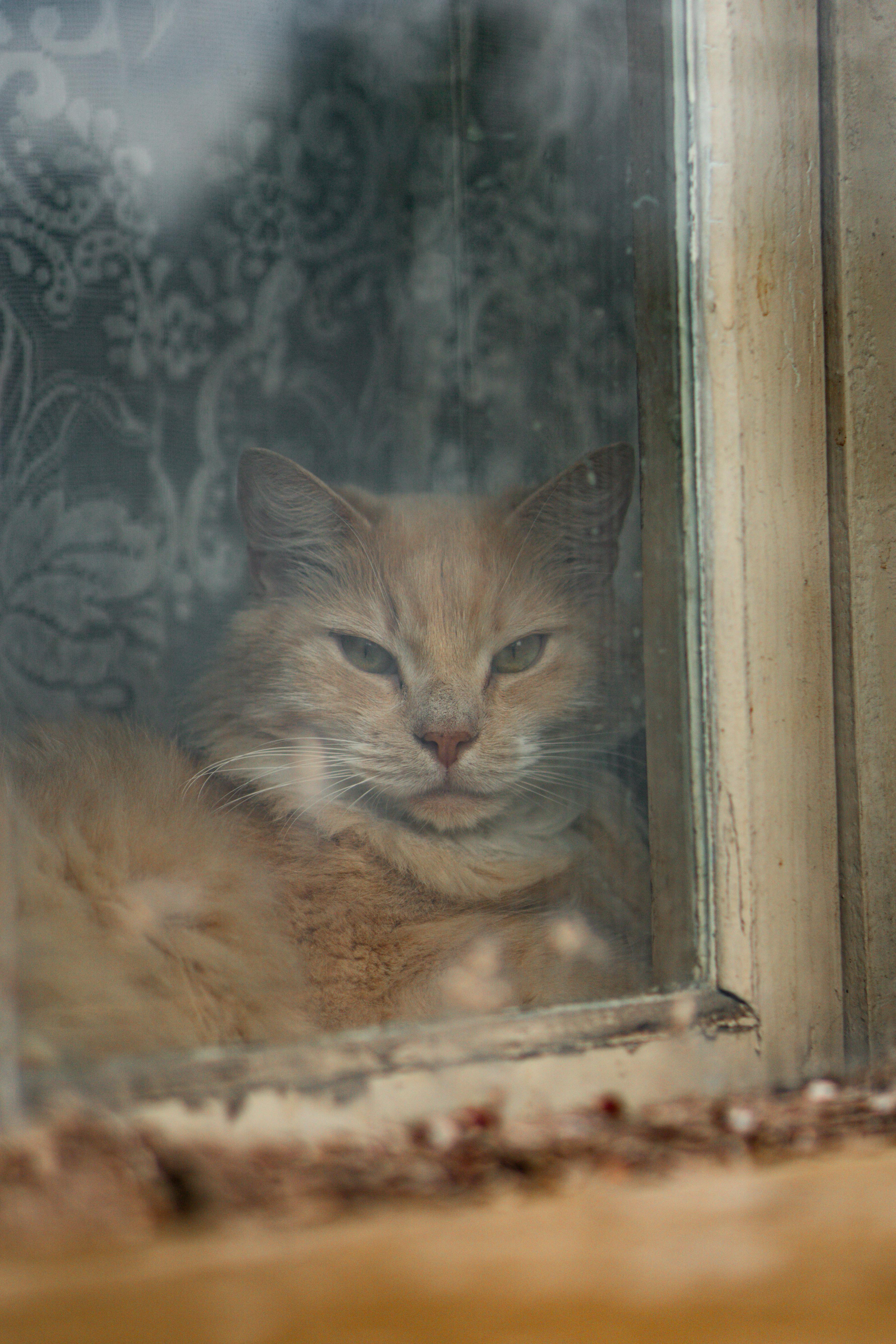 Portrait of a Brown Cat Looking through a Window · Free Stock Photo