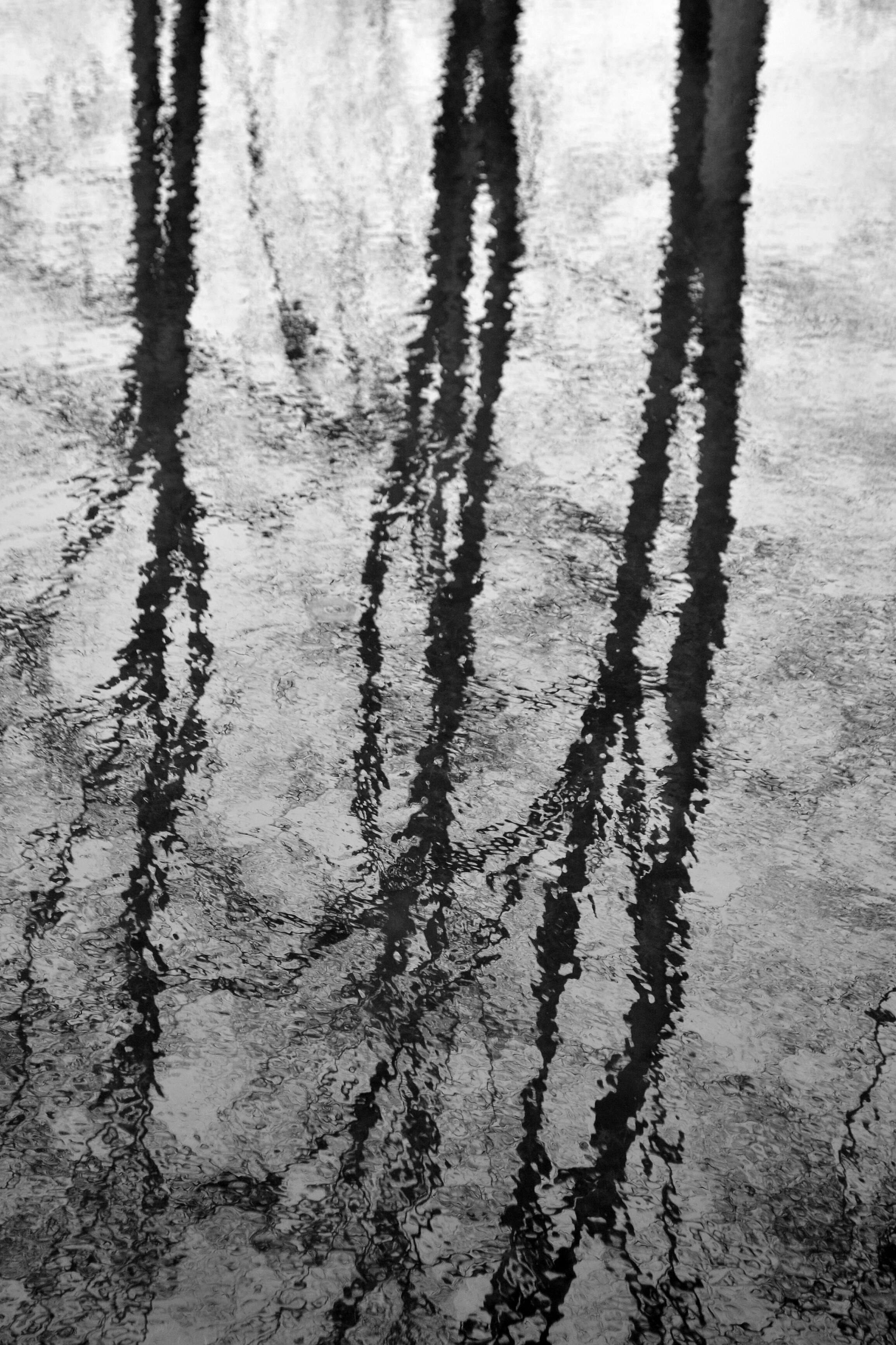 Reflection of Trees in the Water · Free Stock Photo