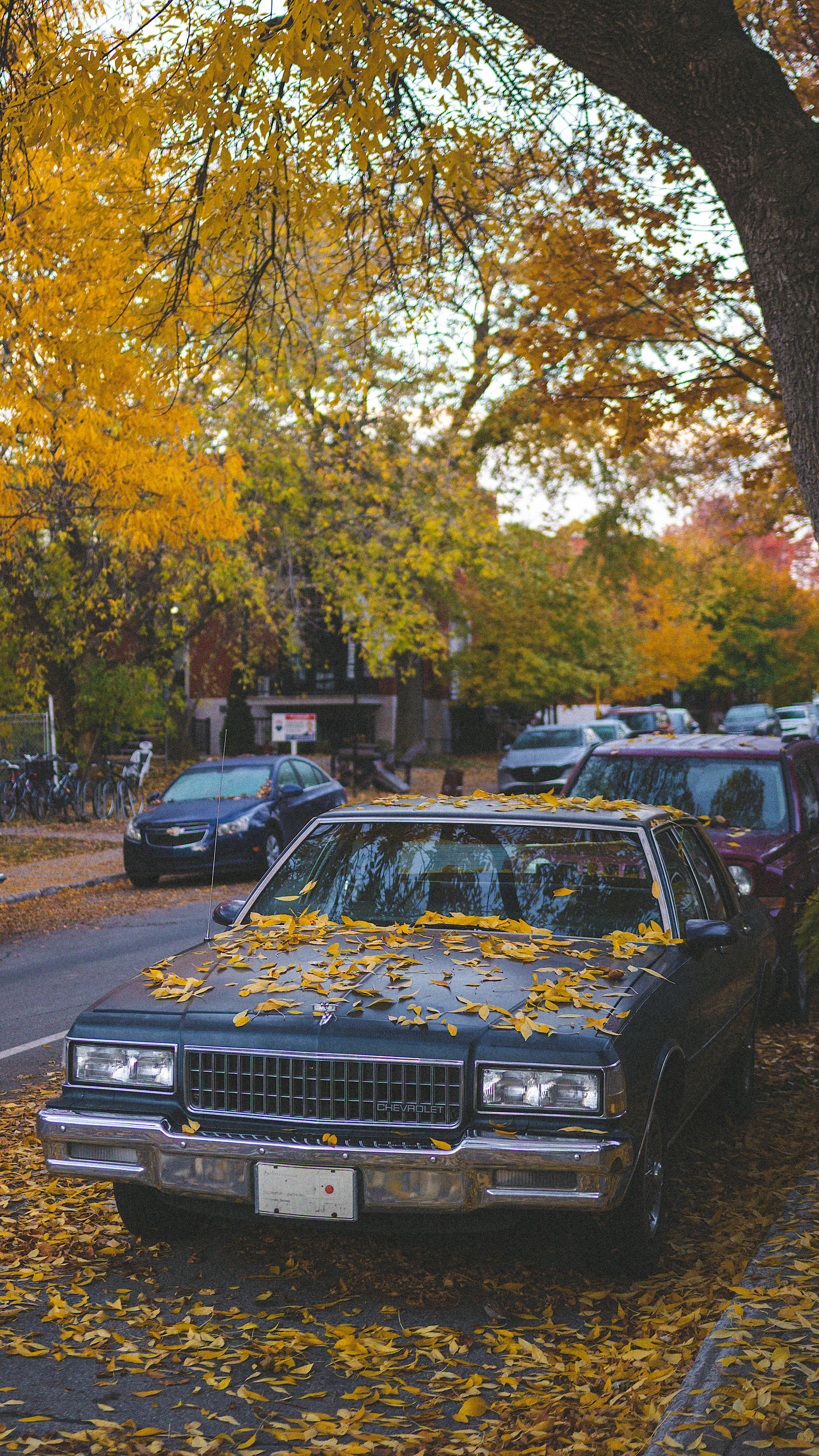 View of Cars Parked under the Trees Covered in Autumnal Leaves · Free ...