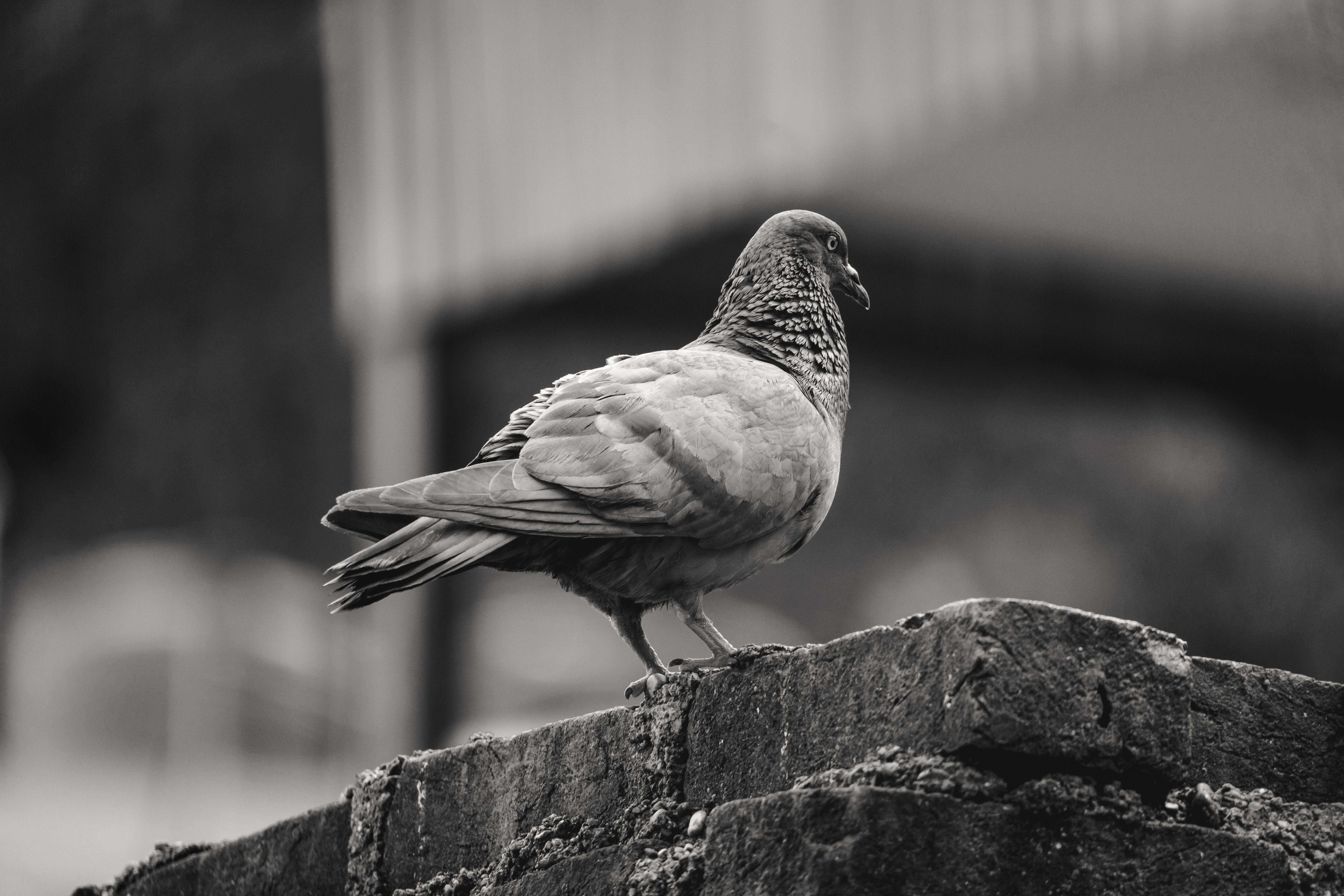 Black and White Pigeons · Free Stock Photo