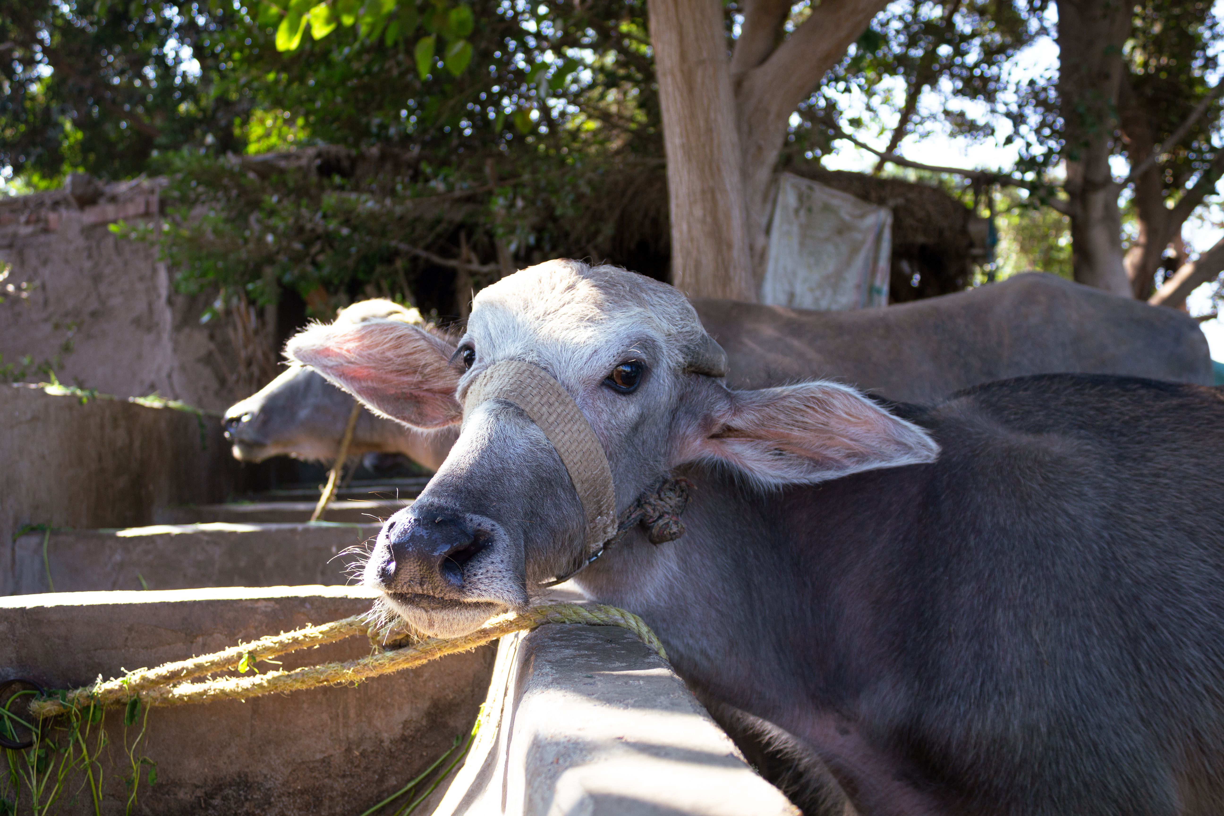 Cow with Rope on Head · Free Stock Photo