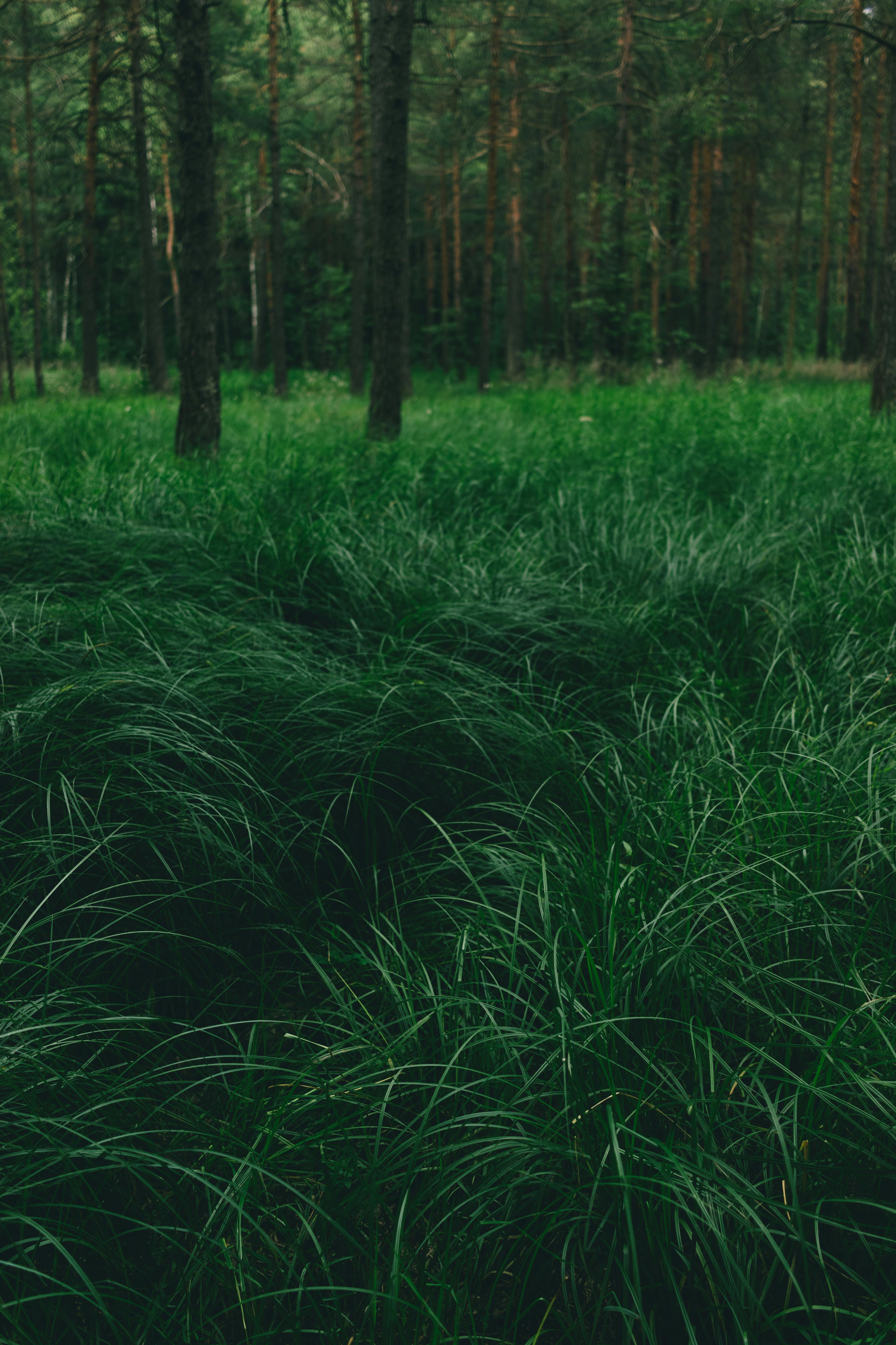 Green Grass in Forest · Free Stock Photo