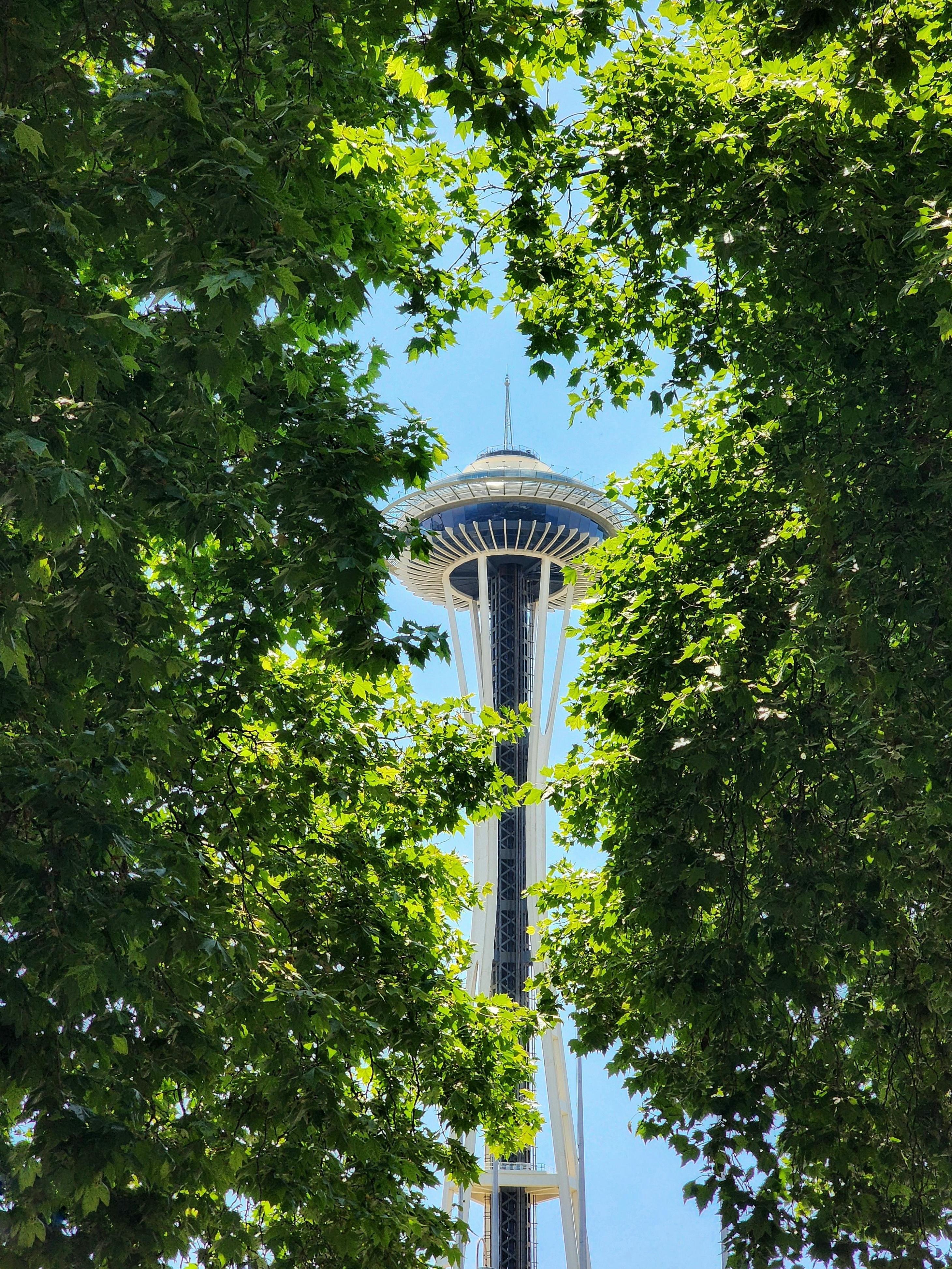 Seattle Tree Photos, Download The BEST Free Seattle Tree Stock Photos ...