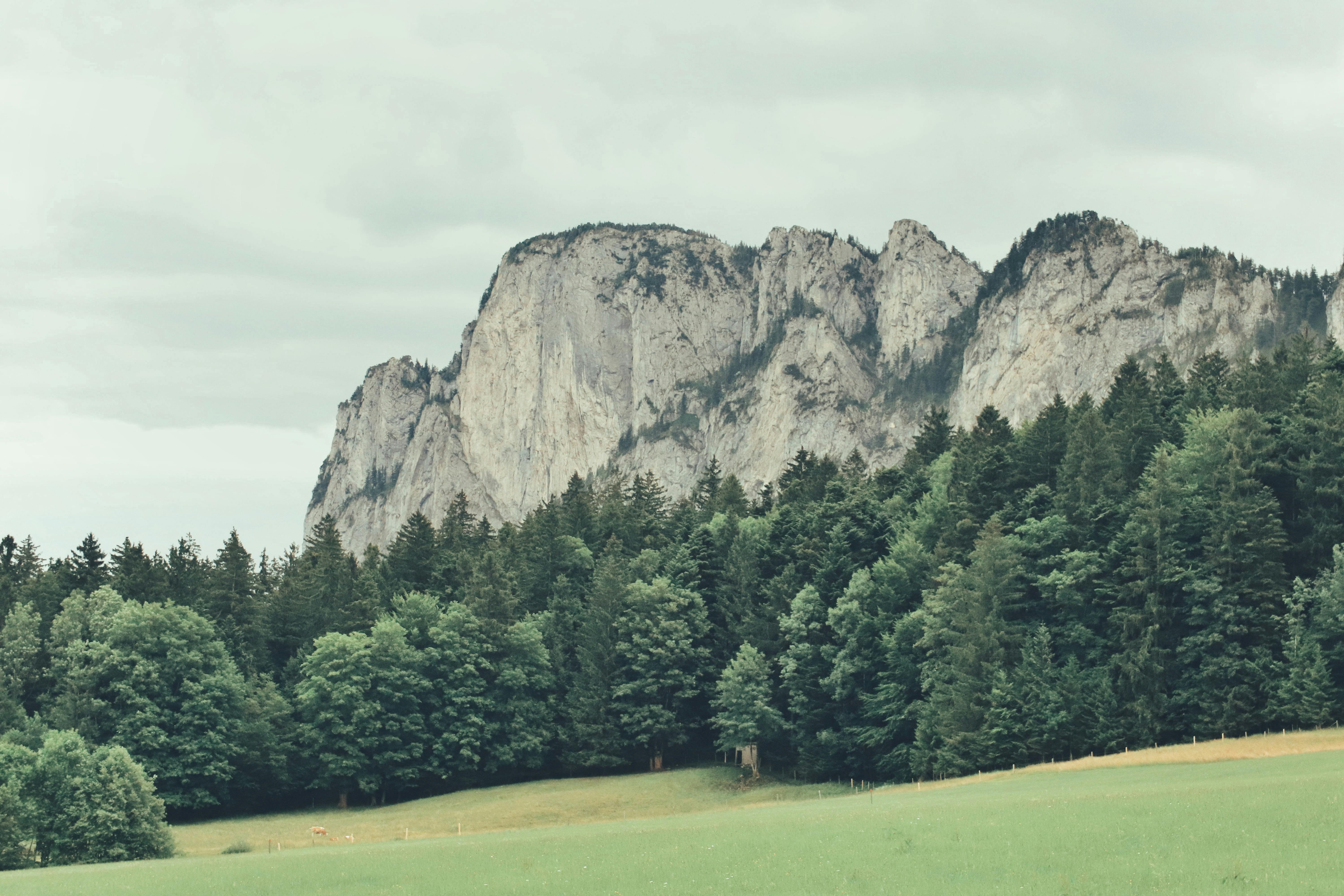 Rocky Hill over Forest · Free Stock Photo