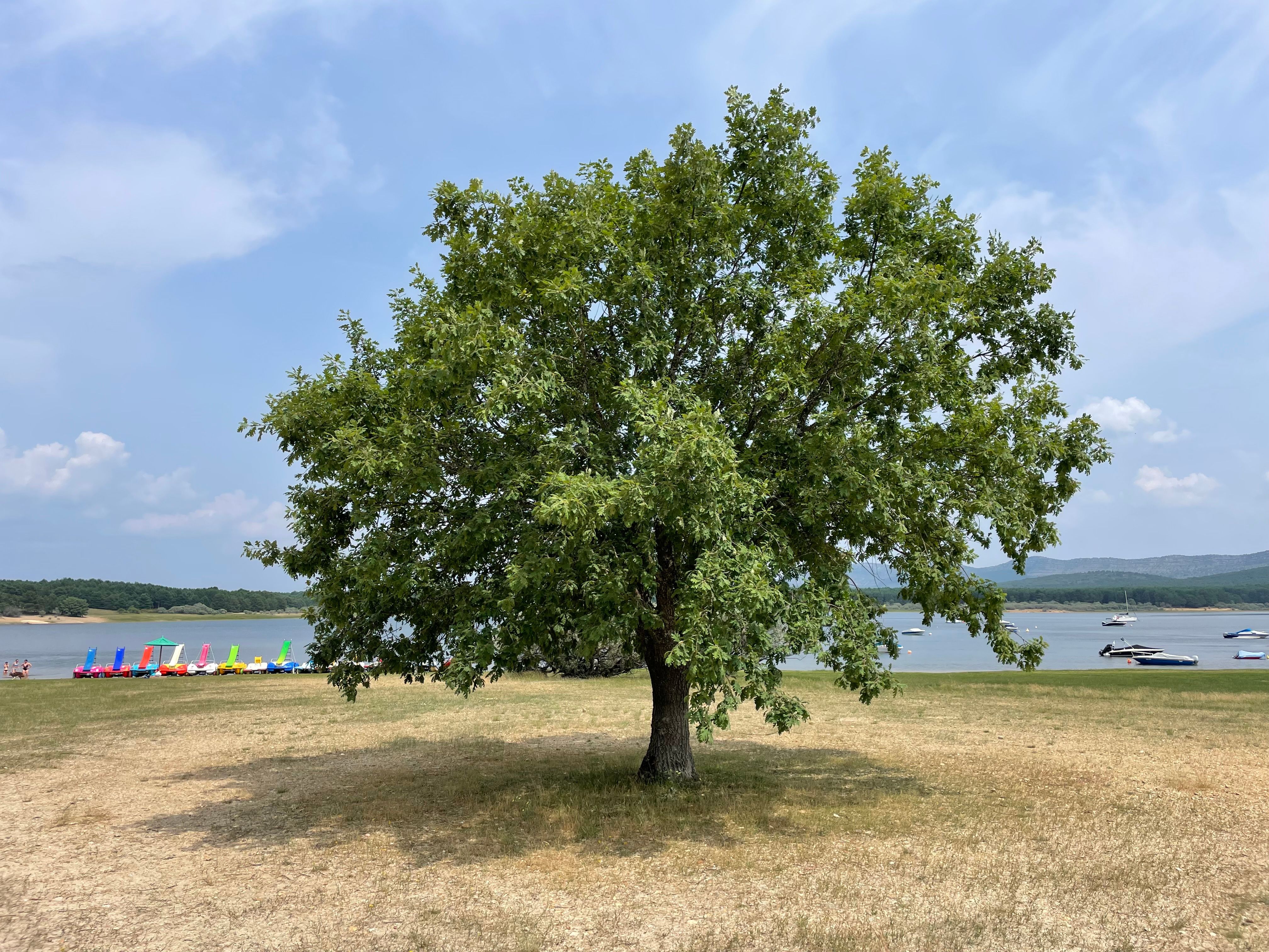 Single Tree on Lakeshore · Free Stock Photo