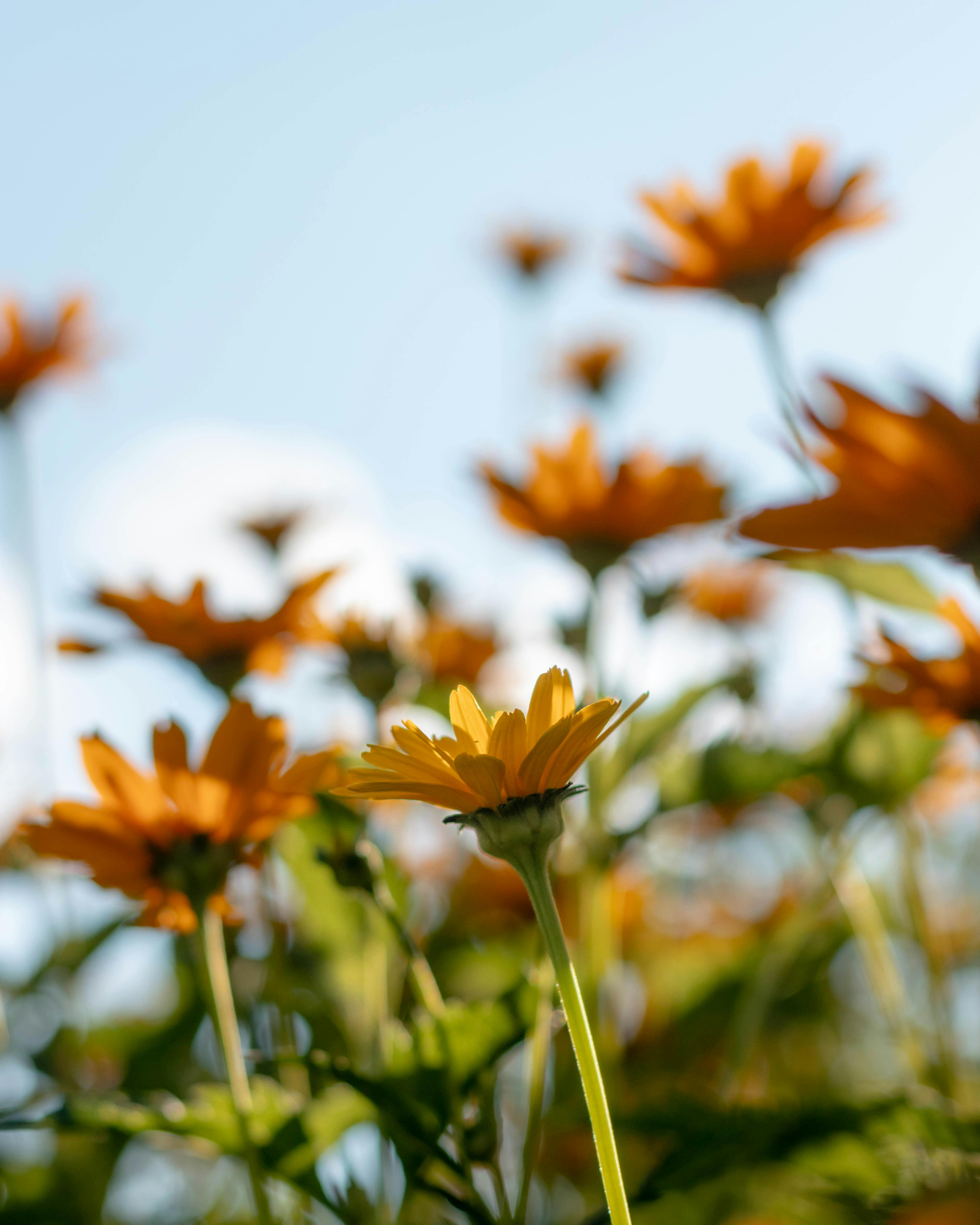 Plant Garden Photos, Download The BEST Free Plant Garden Stock Photos ...